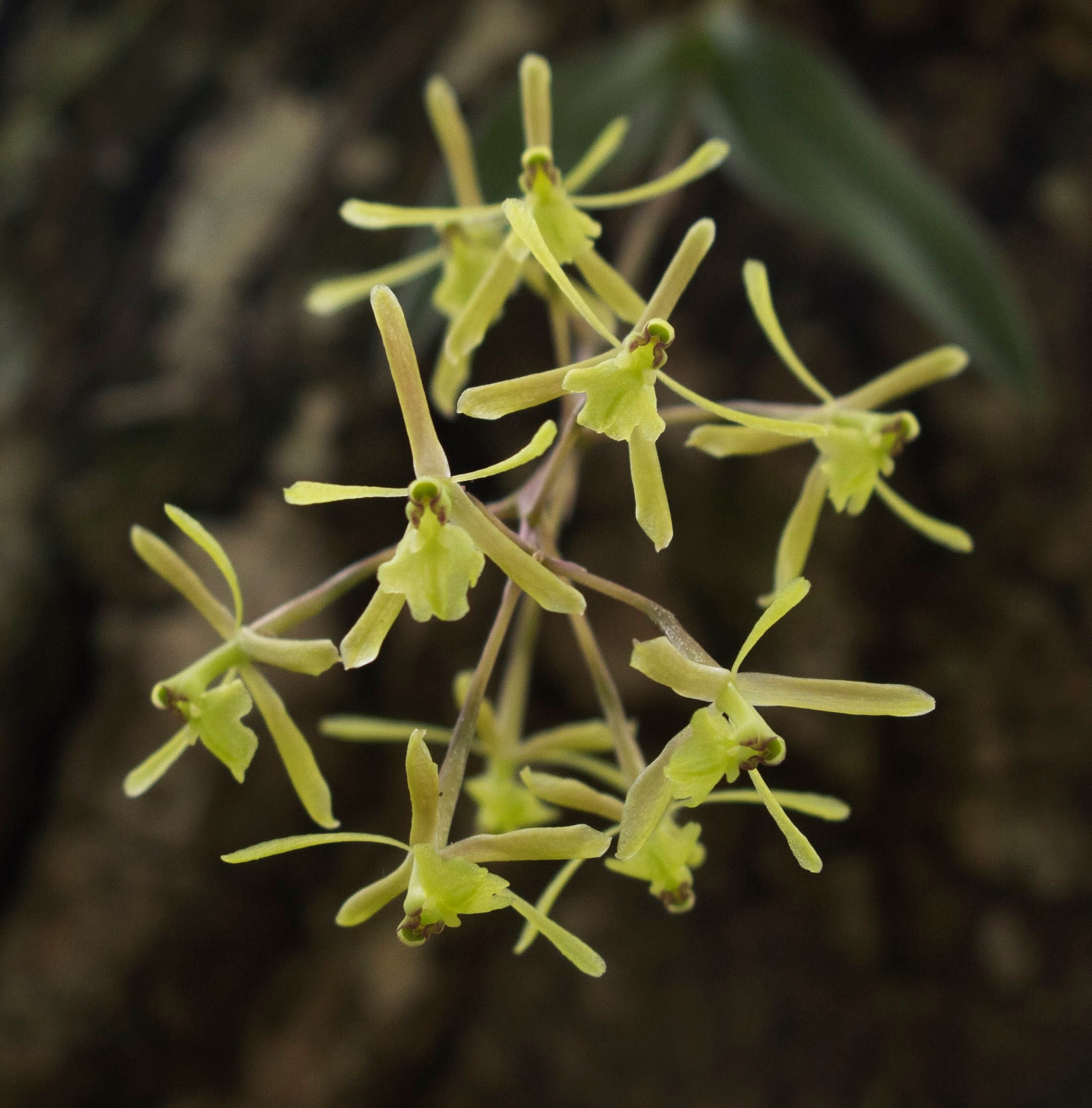 A Waxing Worm - by Jim Draper - Jim’s Substack