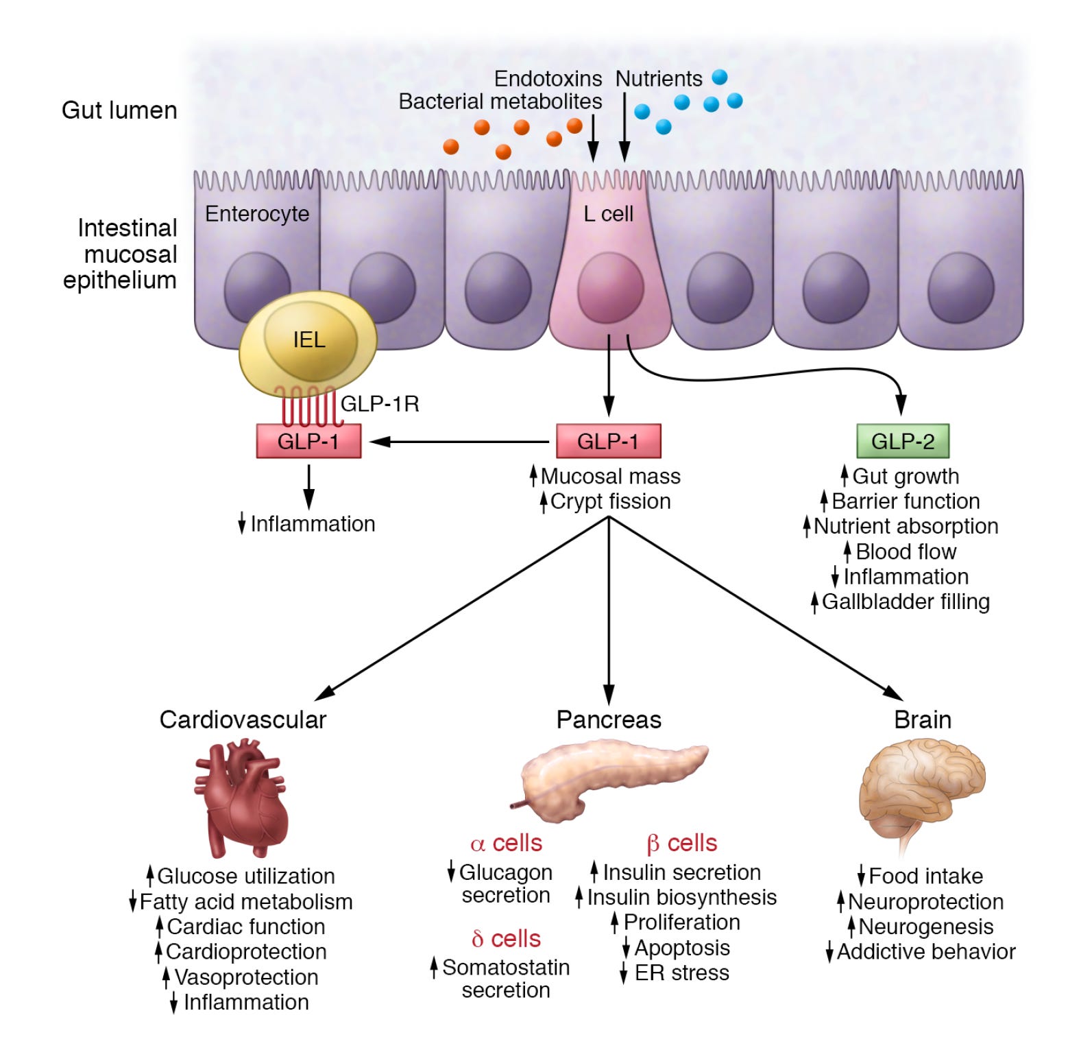 A Tale of Two Incretins