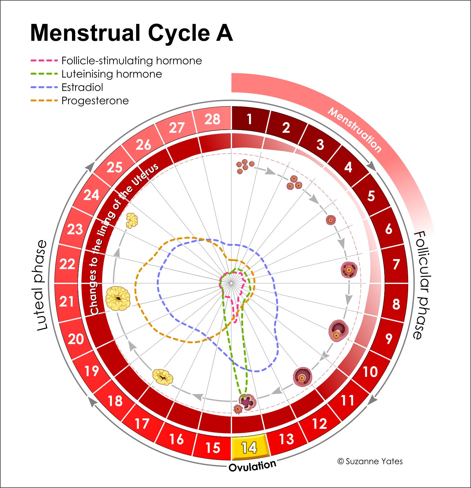 The extraordinary power of the menstrual cycle - part one - Wellmother
