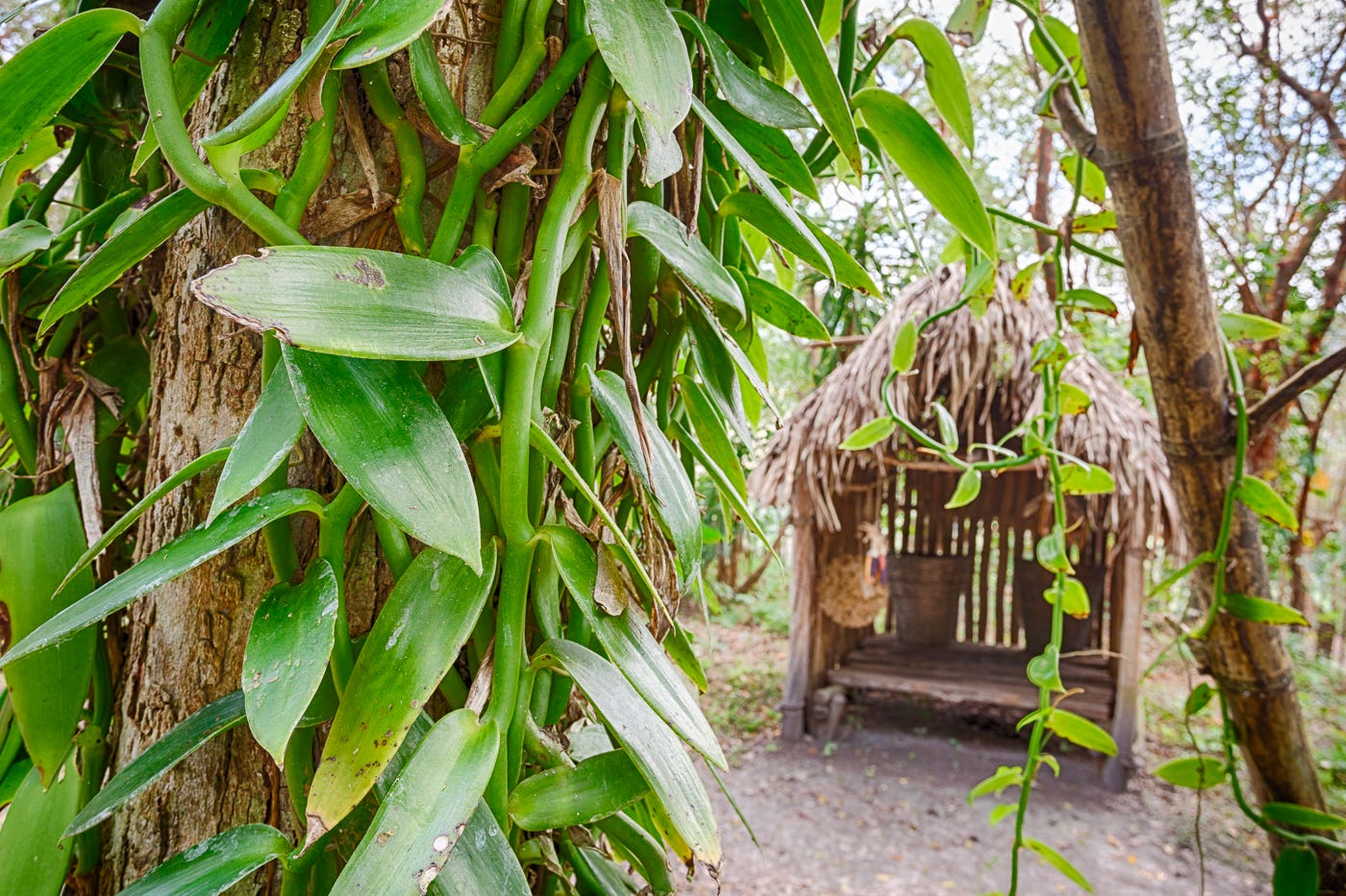 Vanilla and theMelipona Bee Mexico - by Brian Overcast