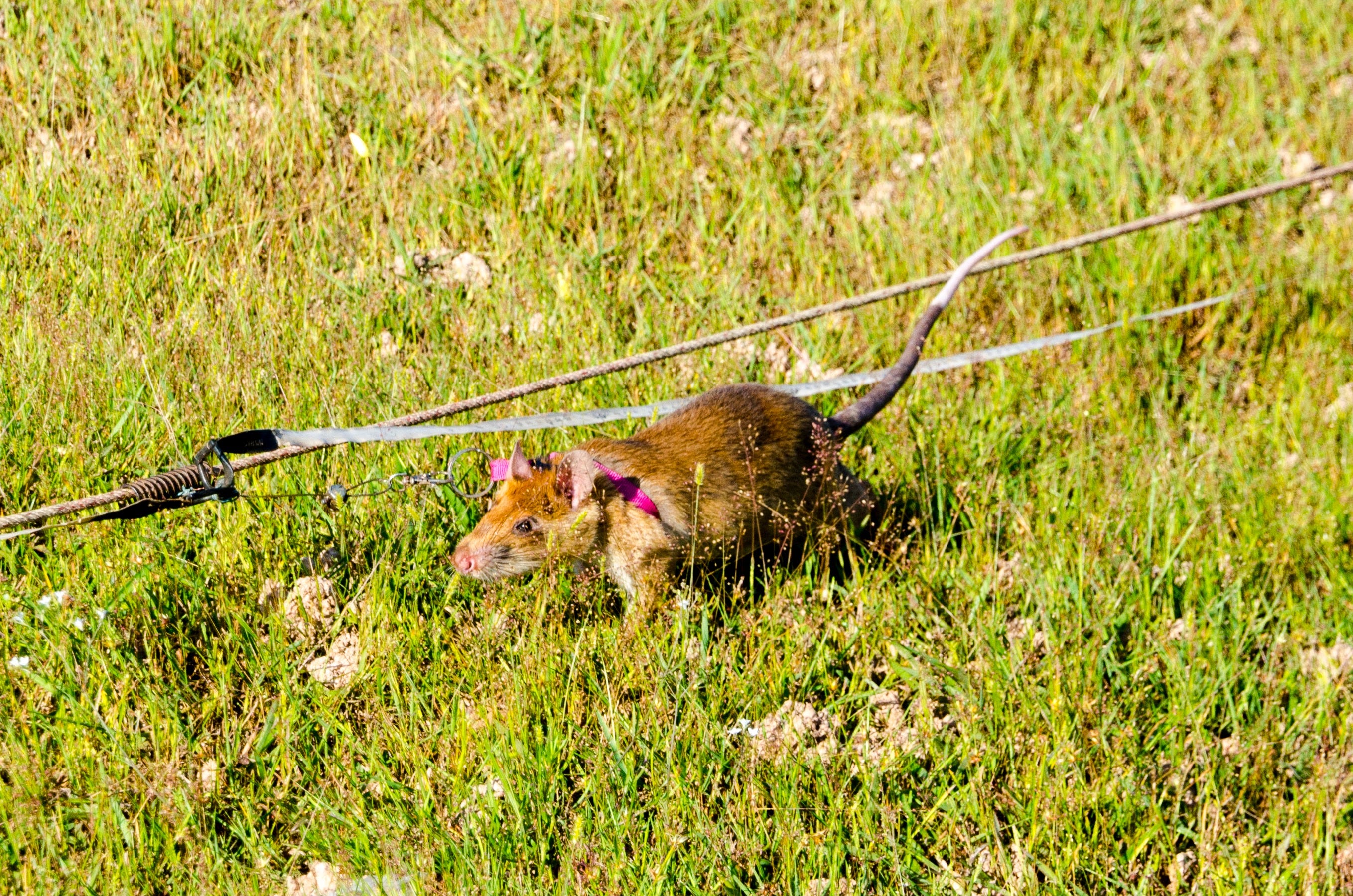 The Amazing Mine-Sniffing Rats of Cambodia