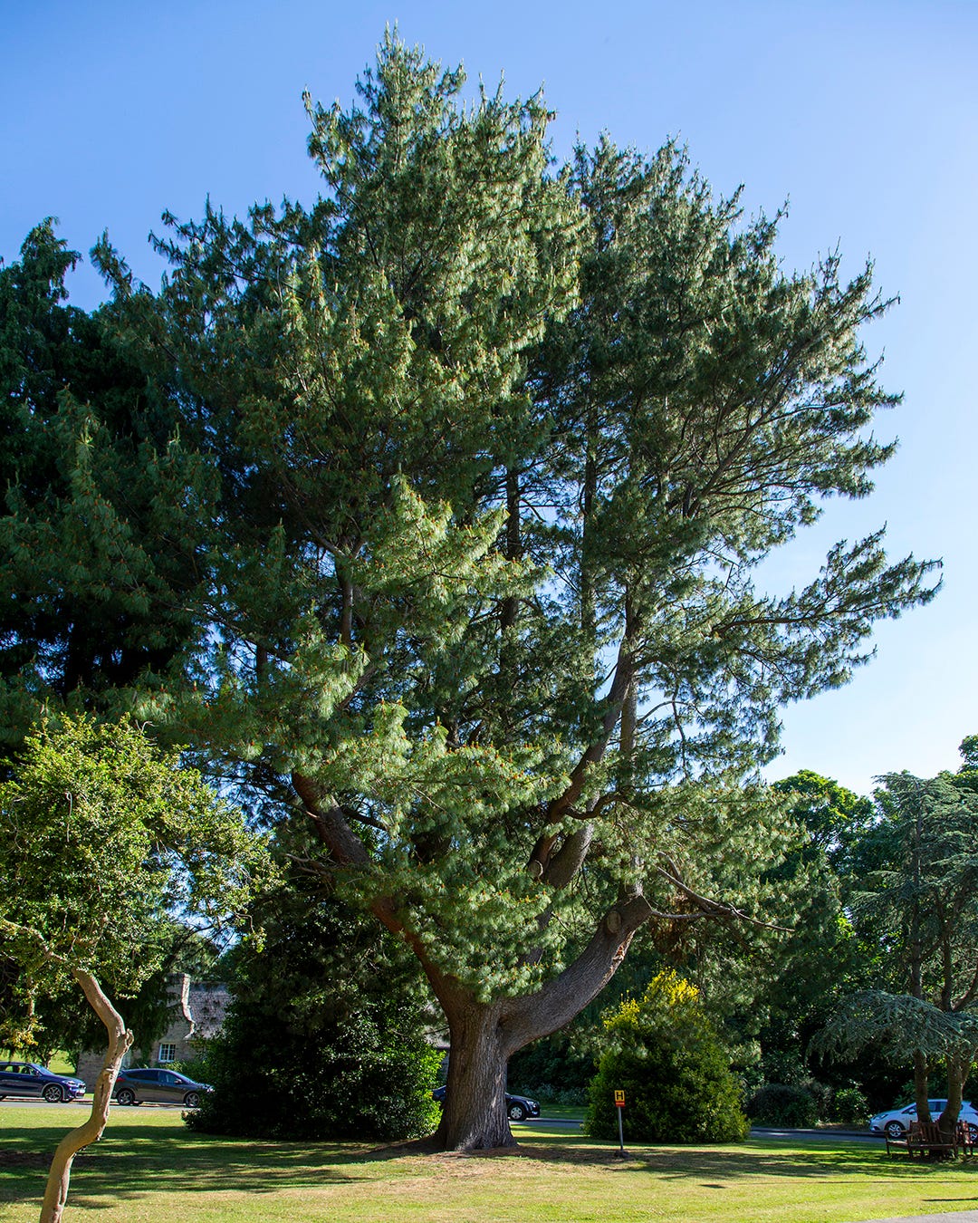 53. Astley Ainslie Pine - by Paul Wood - The Street Tree