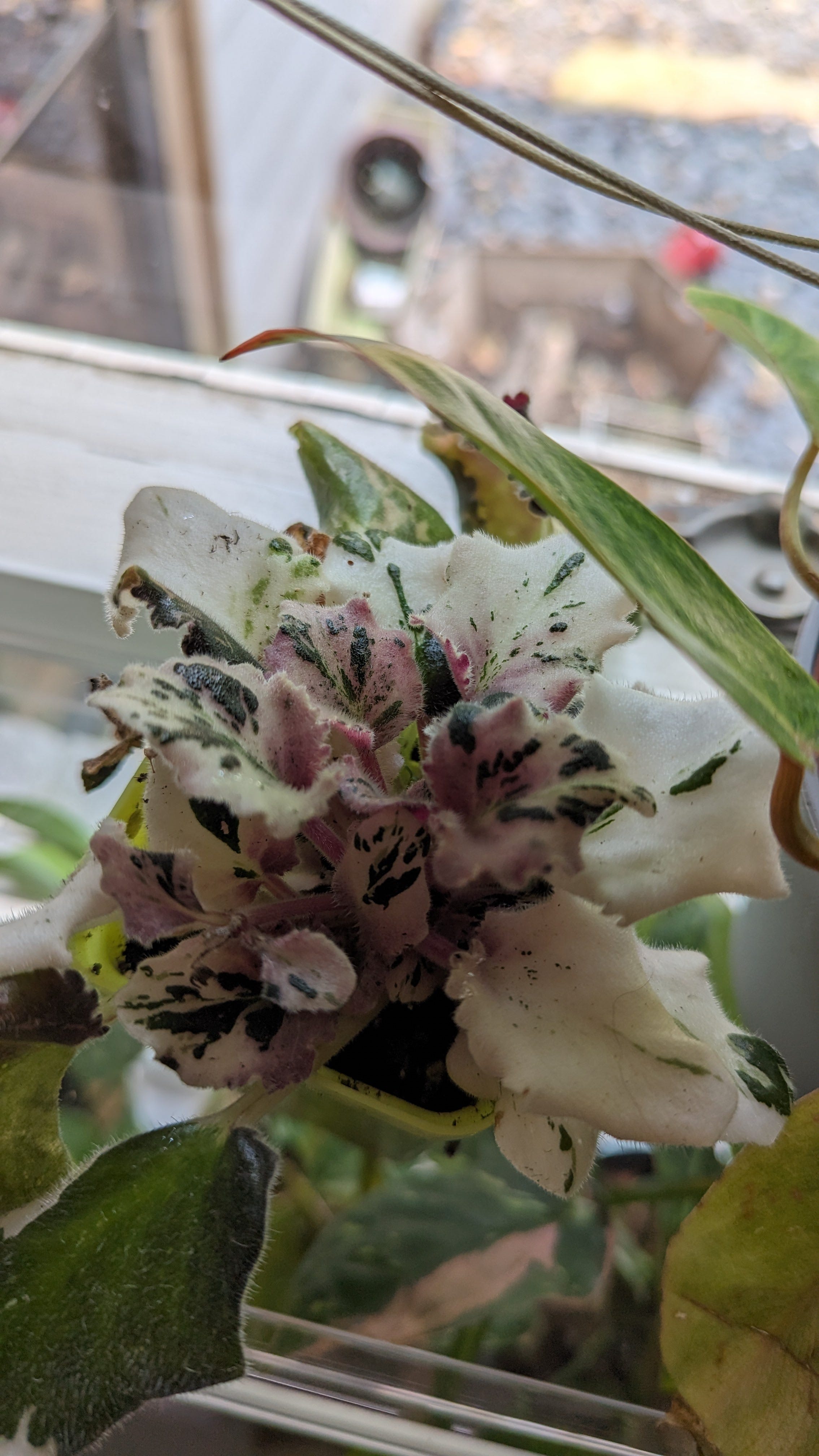 My favorite super-easy plants - by Zawn Villines