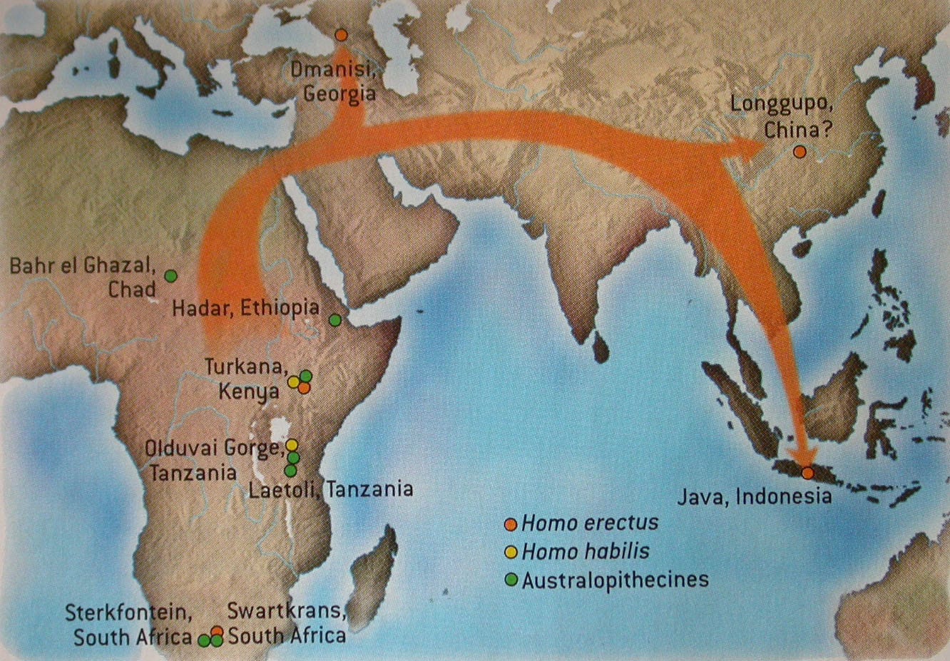 Human Evolution: Homo habilis to neanderthalensis