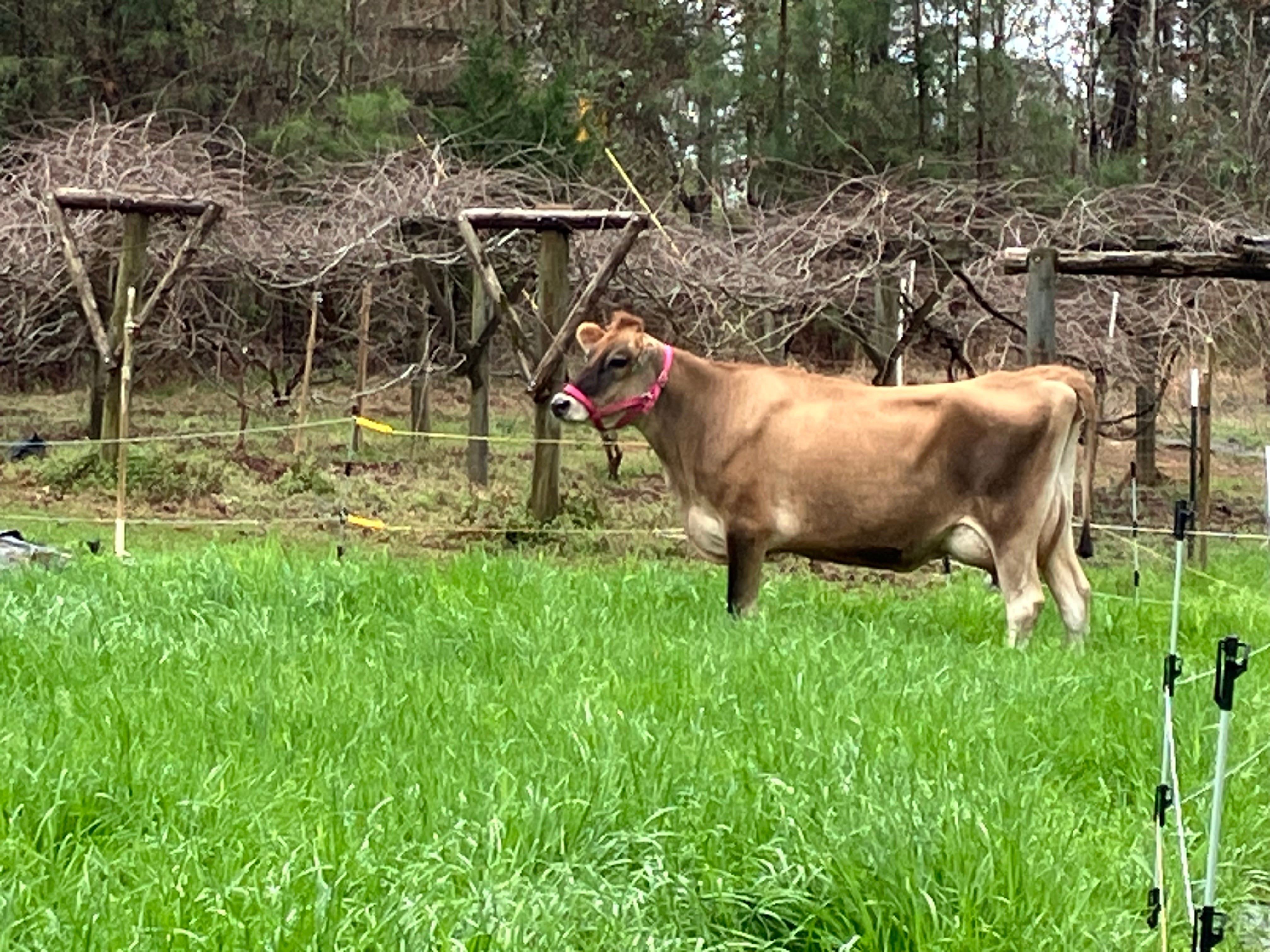 Honeymilk - by Sarah W Rowell - Blind Mule Blog