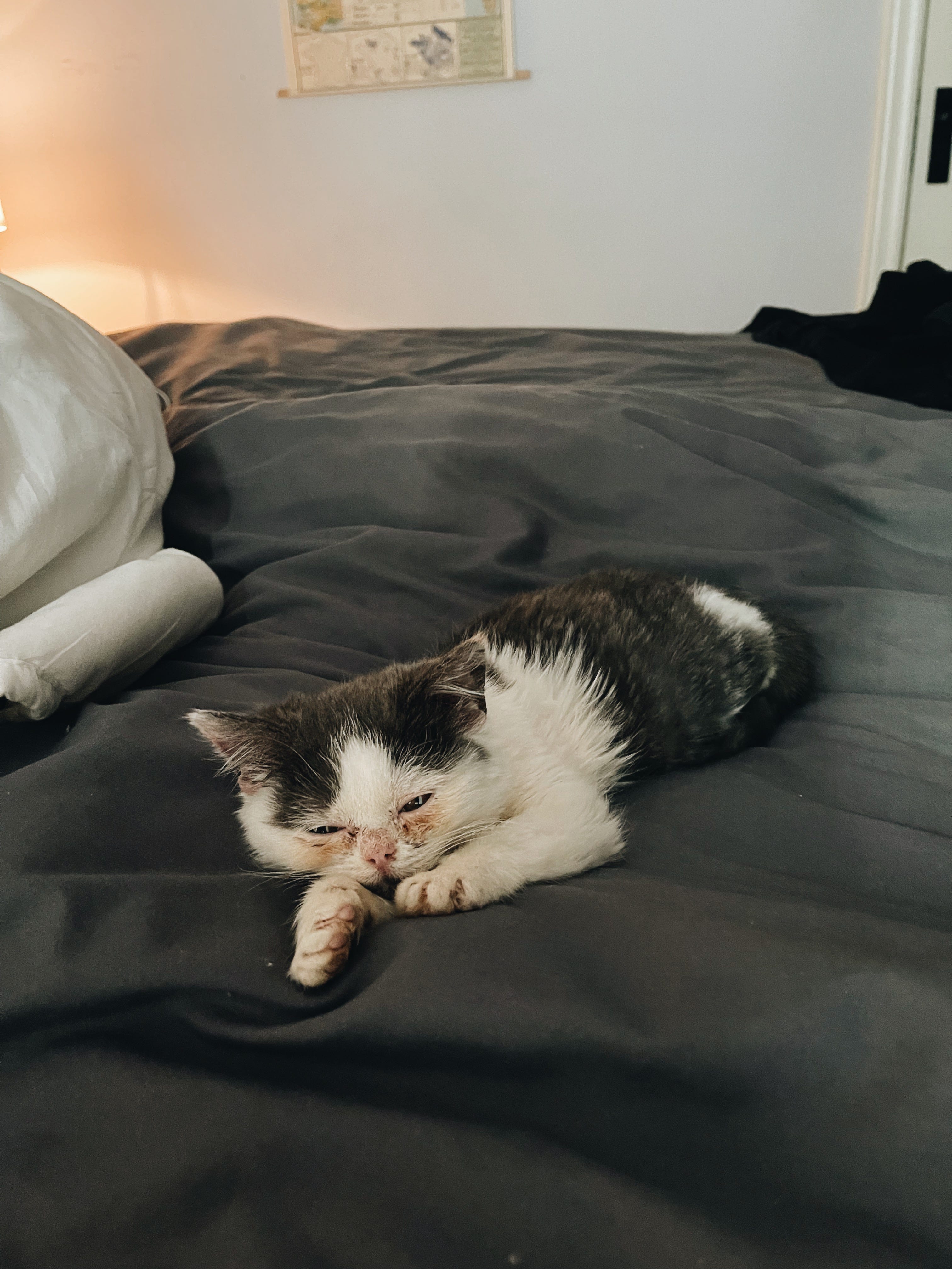 Everything is better with a kitten