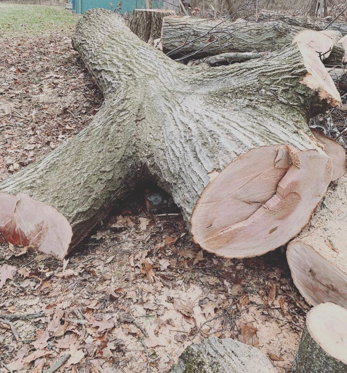 The Mighty Oak - Sawyer Smith
