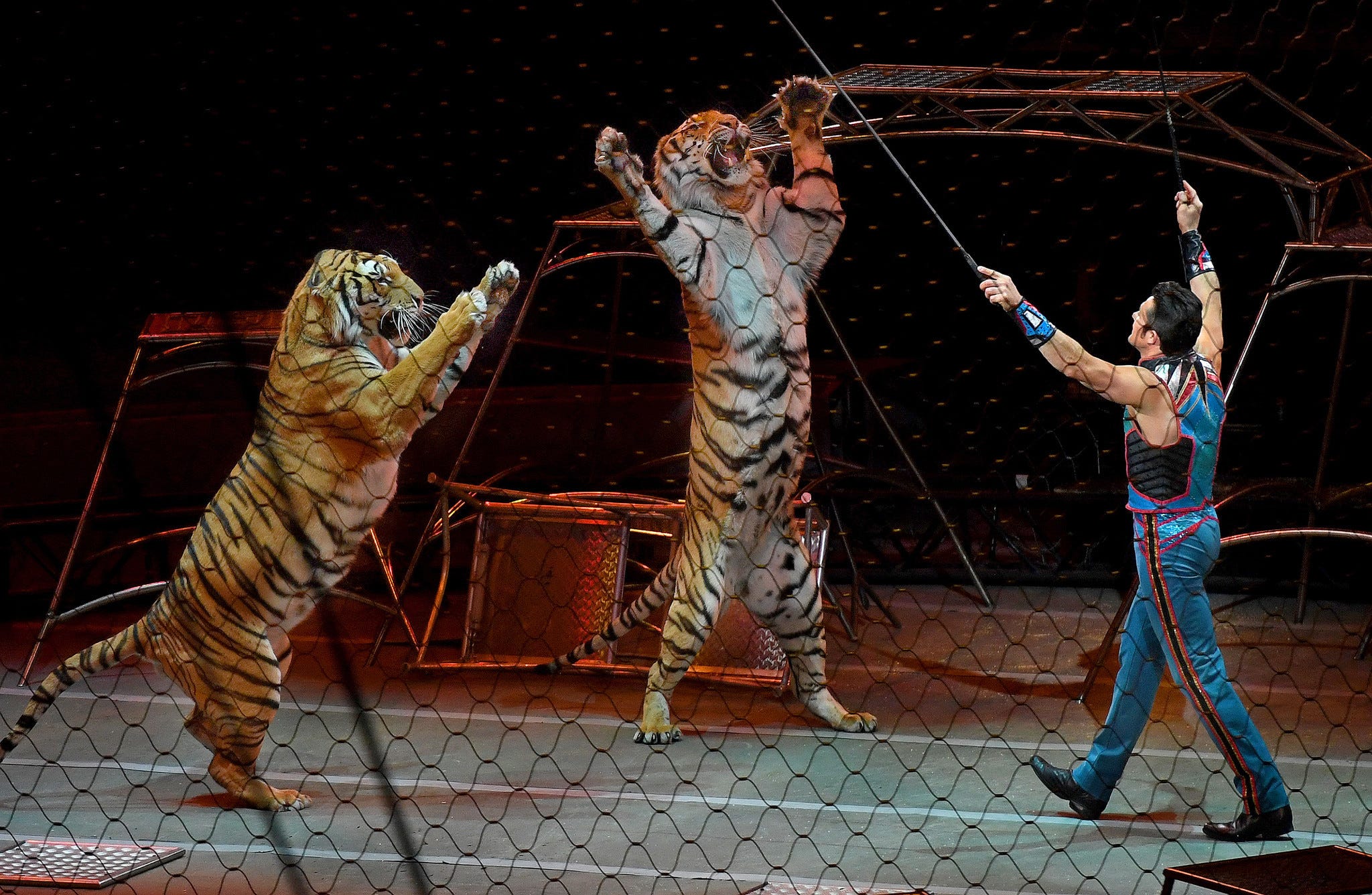 The Circus Tiger Bit Back – Bracing Views