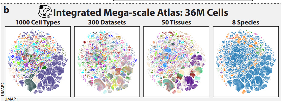 A primer on scRNA-seq foundation models - by Abhishaike A primer on scRNA-seq foundation models - by Abhishaike