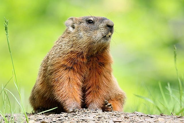 The History of Groundhog Day - by Bill Petro