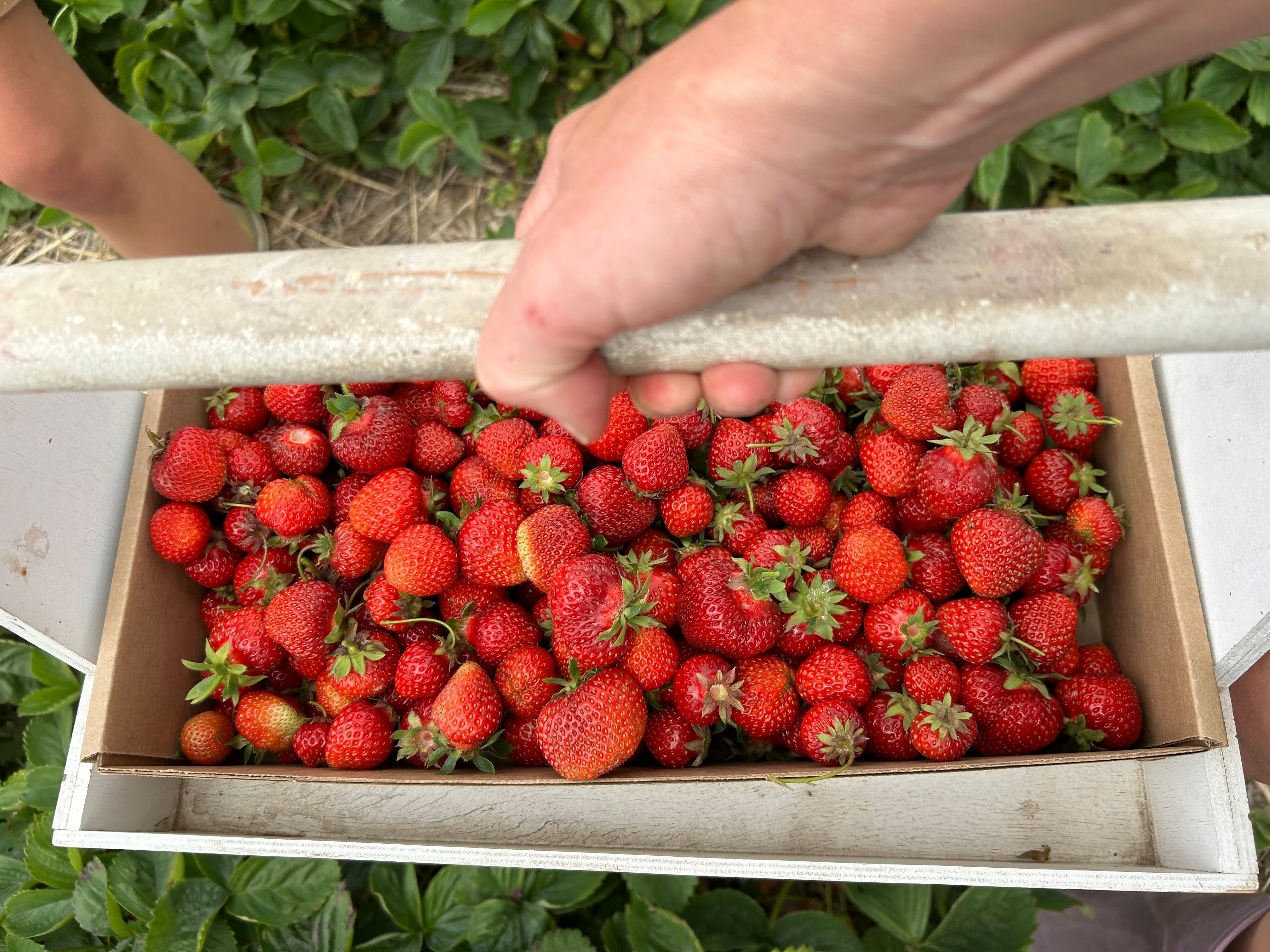 The Strawberries We Seek - by Mary Hutto Fruchter