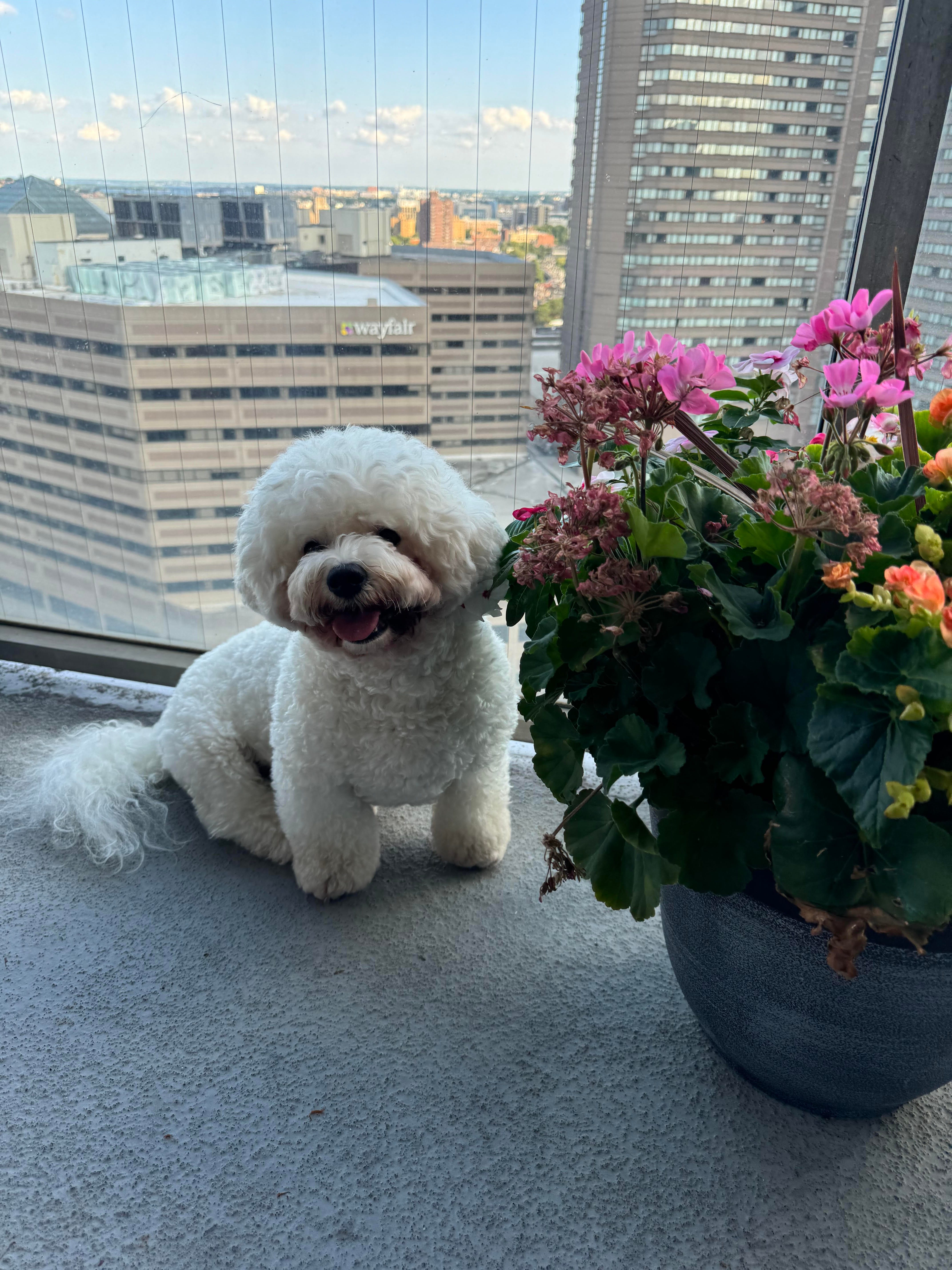 WoofStack First Edition - by Nur Nadar - WoofStack