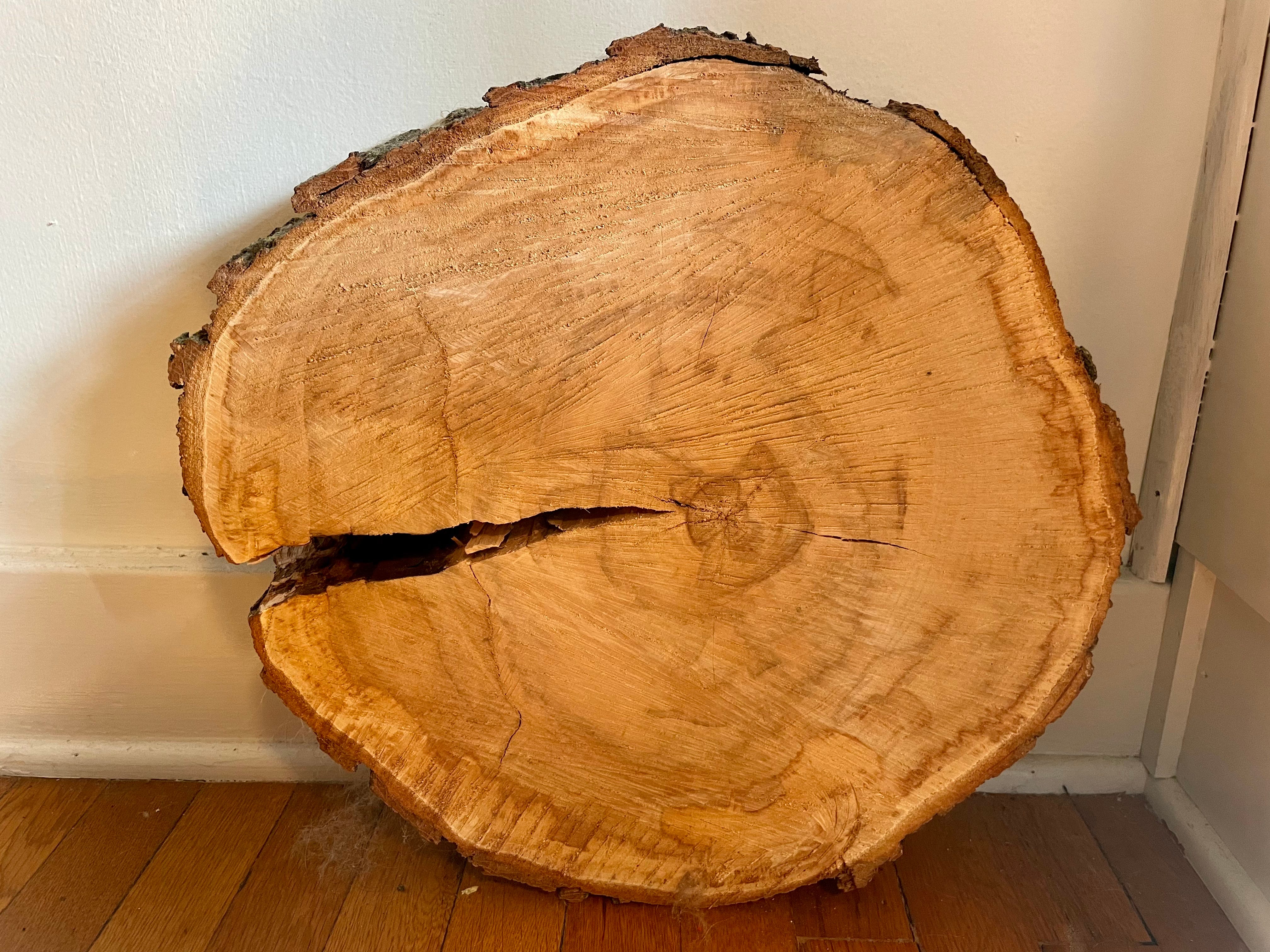 How Does a Maple Tree Know it's Syrup Season?