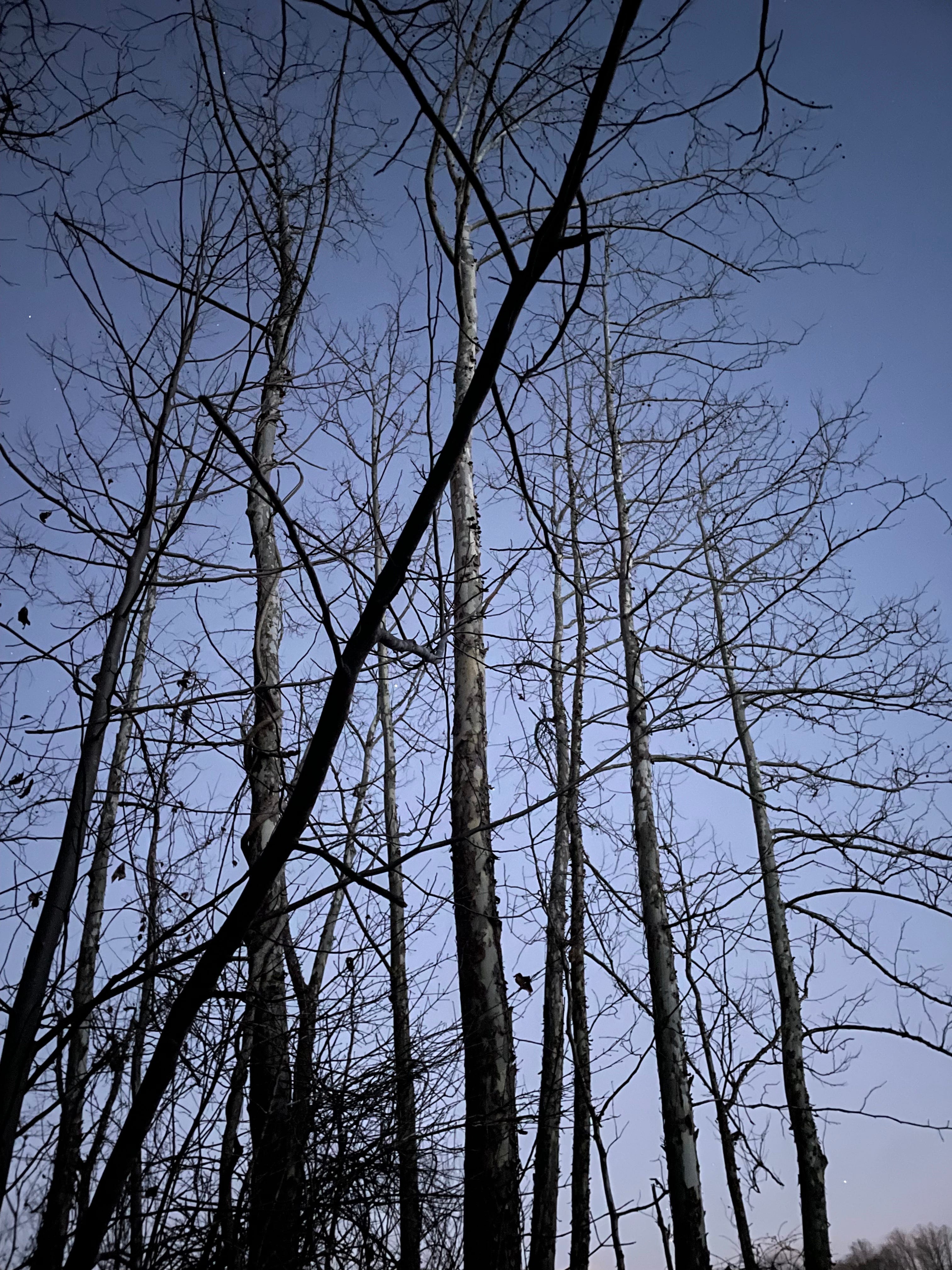 On the Seventh House - by Cameron Steele - interruptions