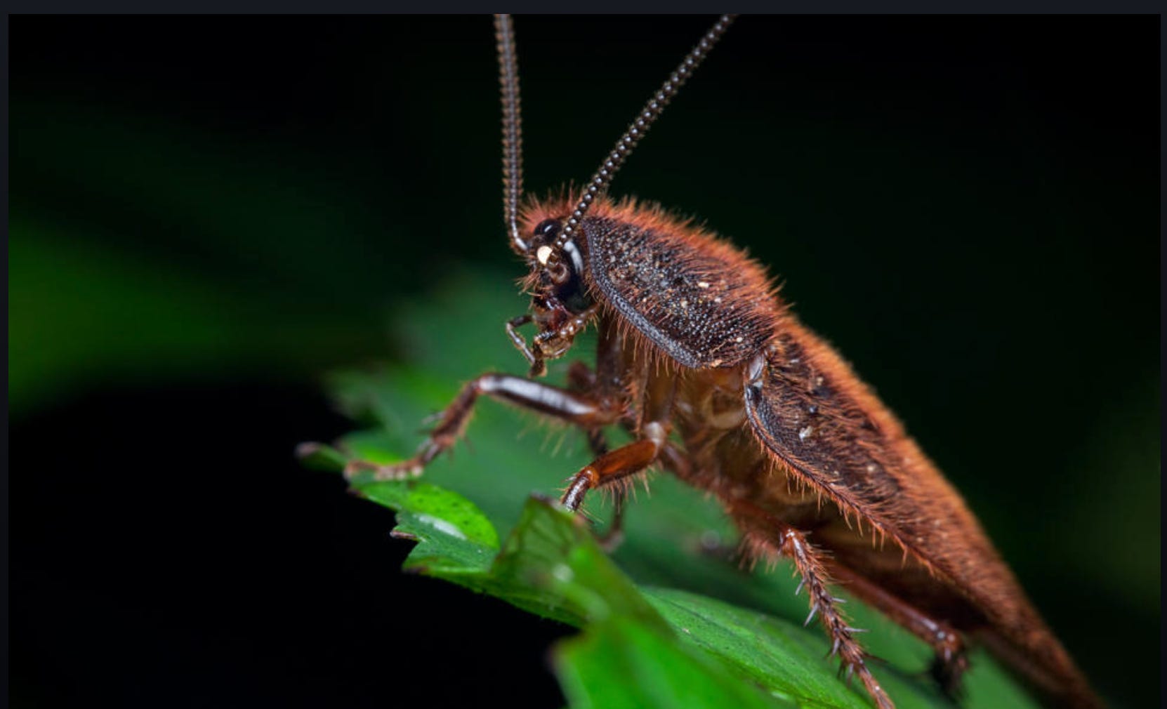 There is a Cockroach in My Small Here and Now