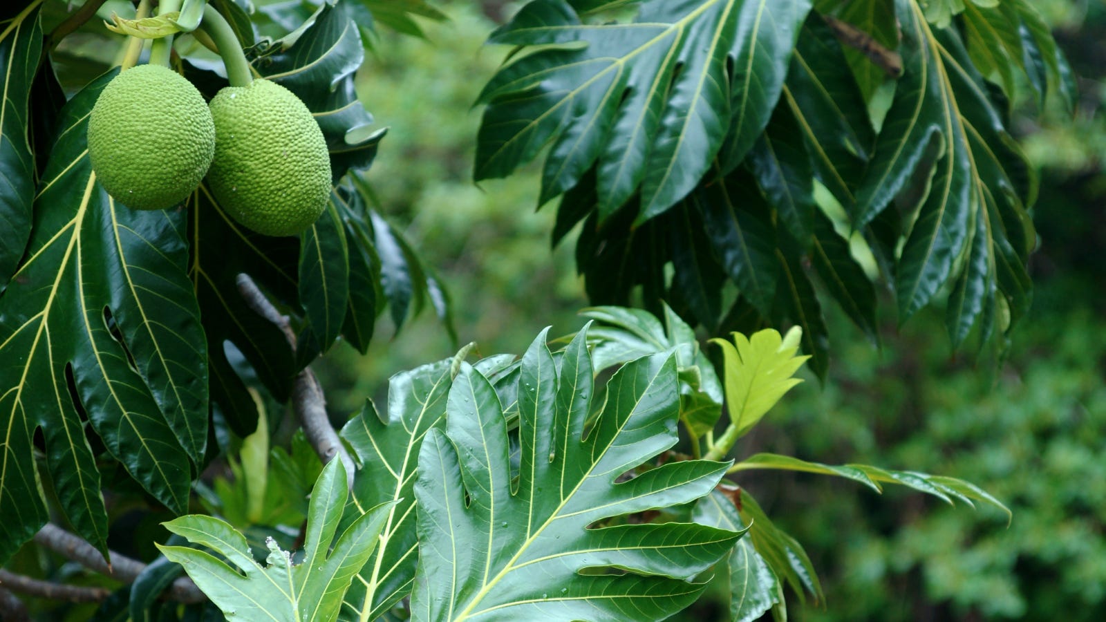 The incredible edible & medicinal breadfruit!