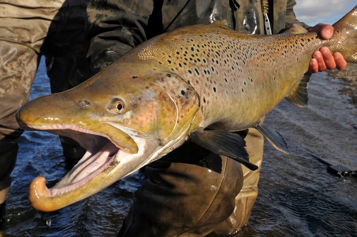 Fishing the Rio Grande – NZ Flyfisher Ltd — Southflyfisher