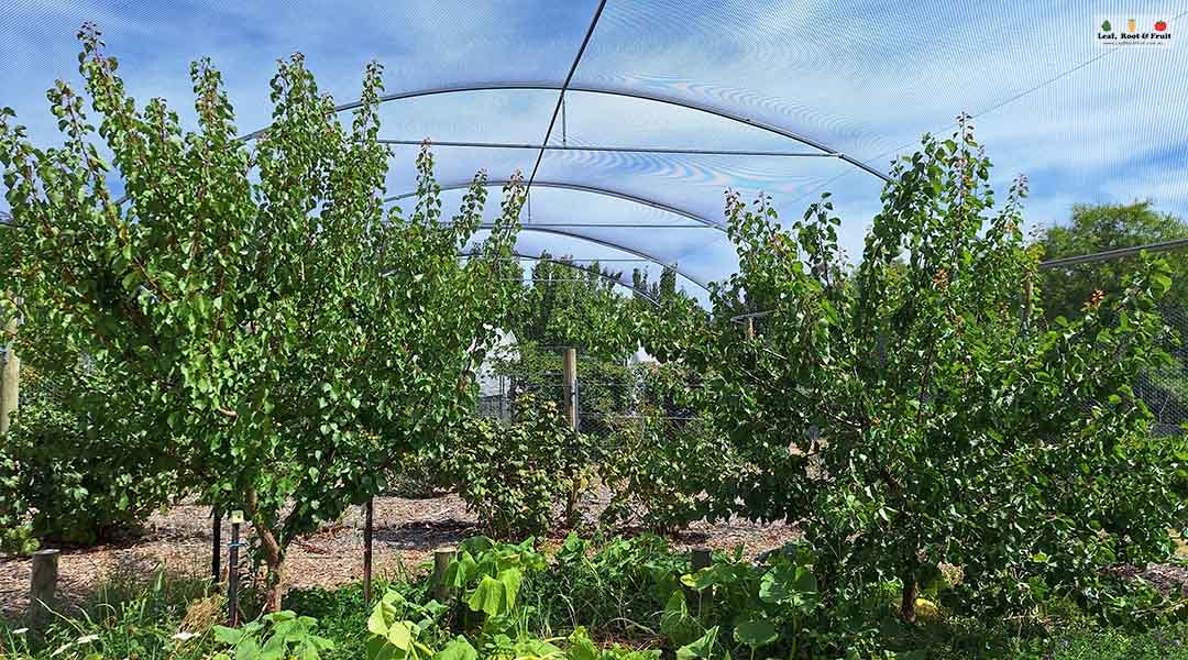 The Hidden Cost of Growing Fruit Trees in Pots