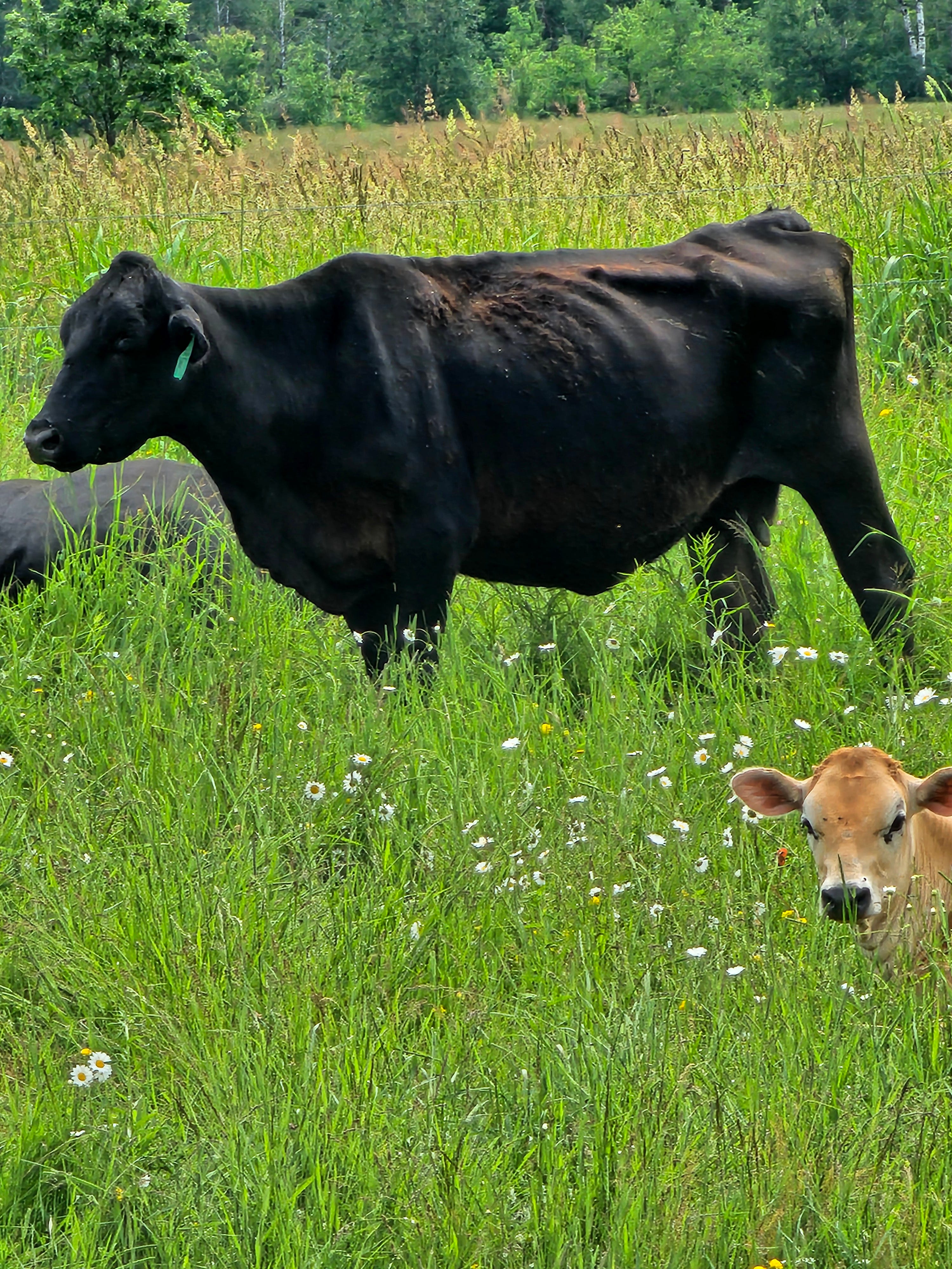 Cattle come to the farm skinny and get fat.