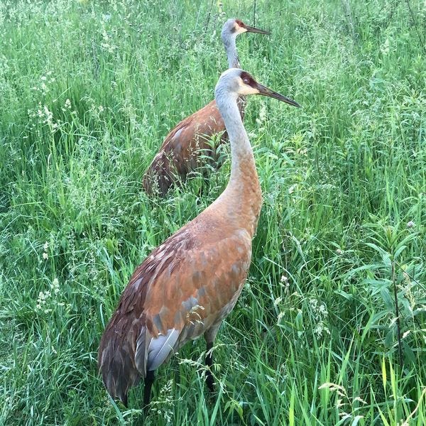 The Magical Mystery of Sandhill Cranes - by Deb Sinness