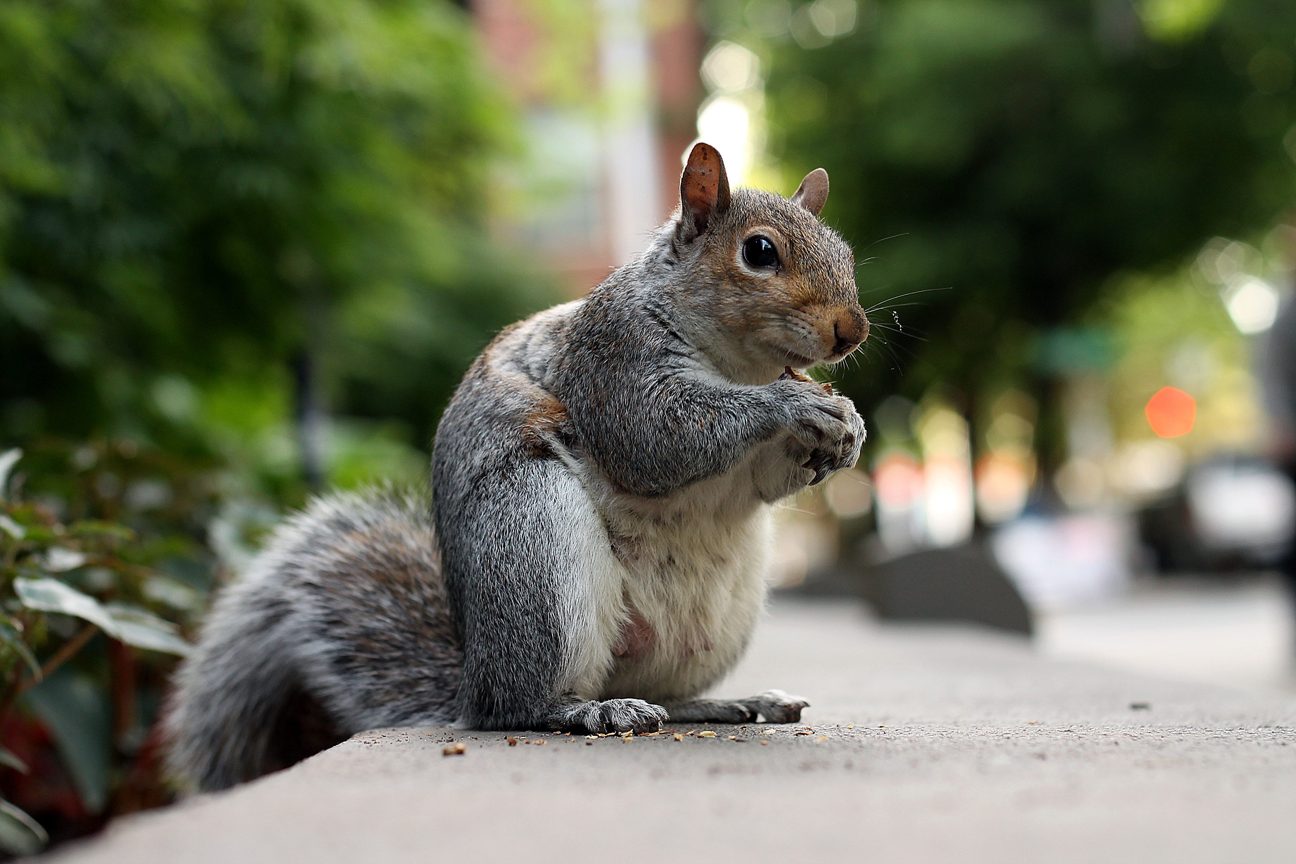 Appreciation for the City Squirrel - by Melissa Petrie