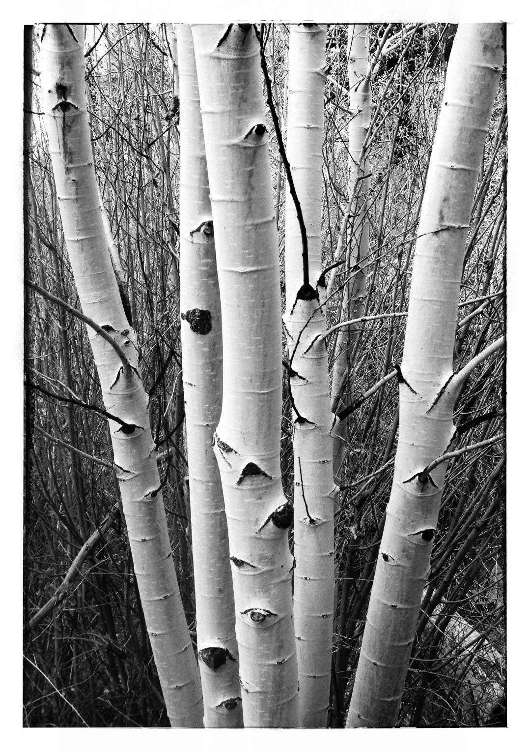 Aspen trees. - Papadas’s Substack