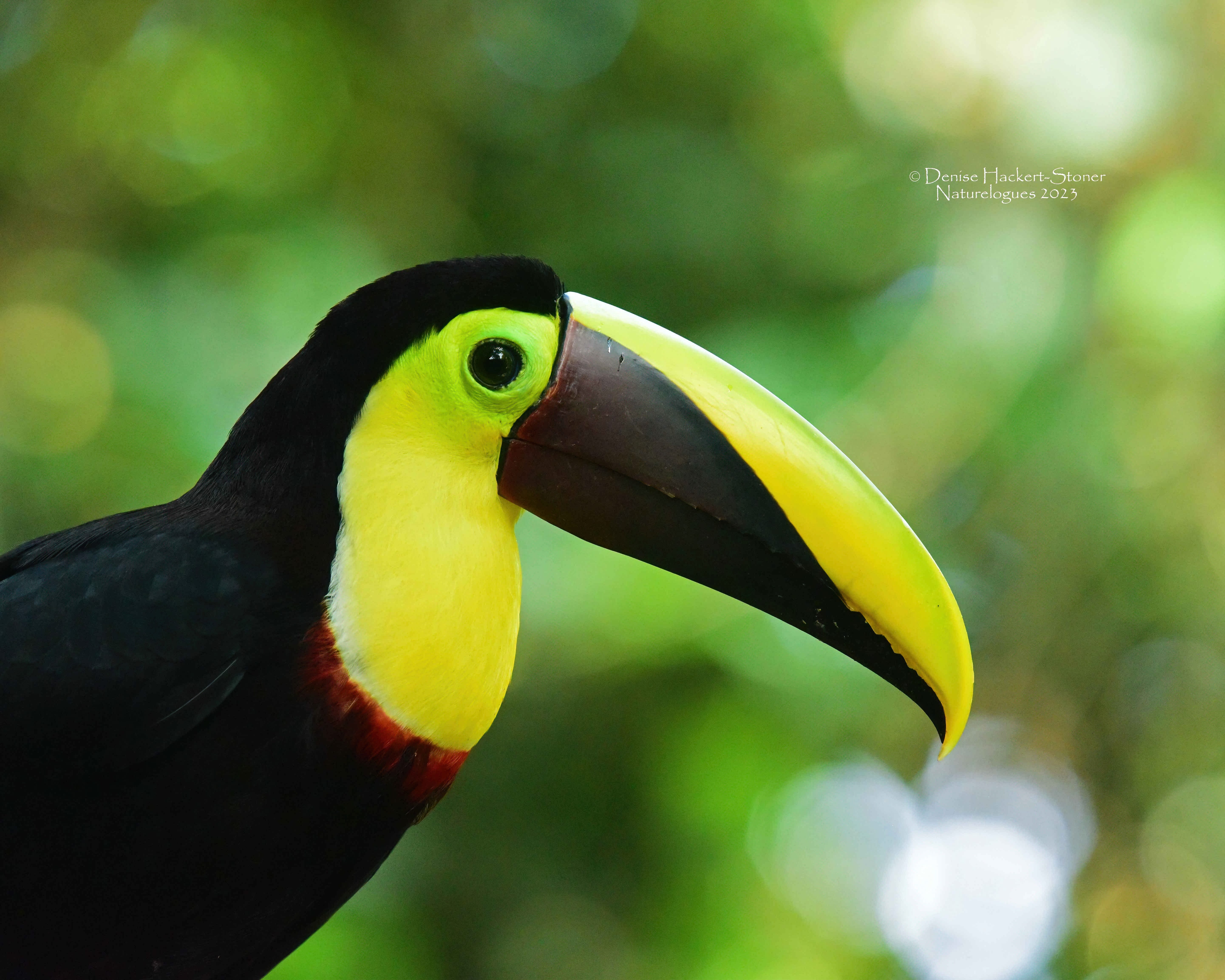 Toucans! - by Scott Stoner