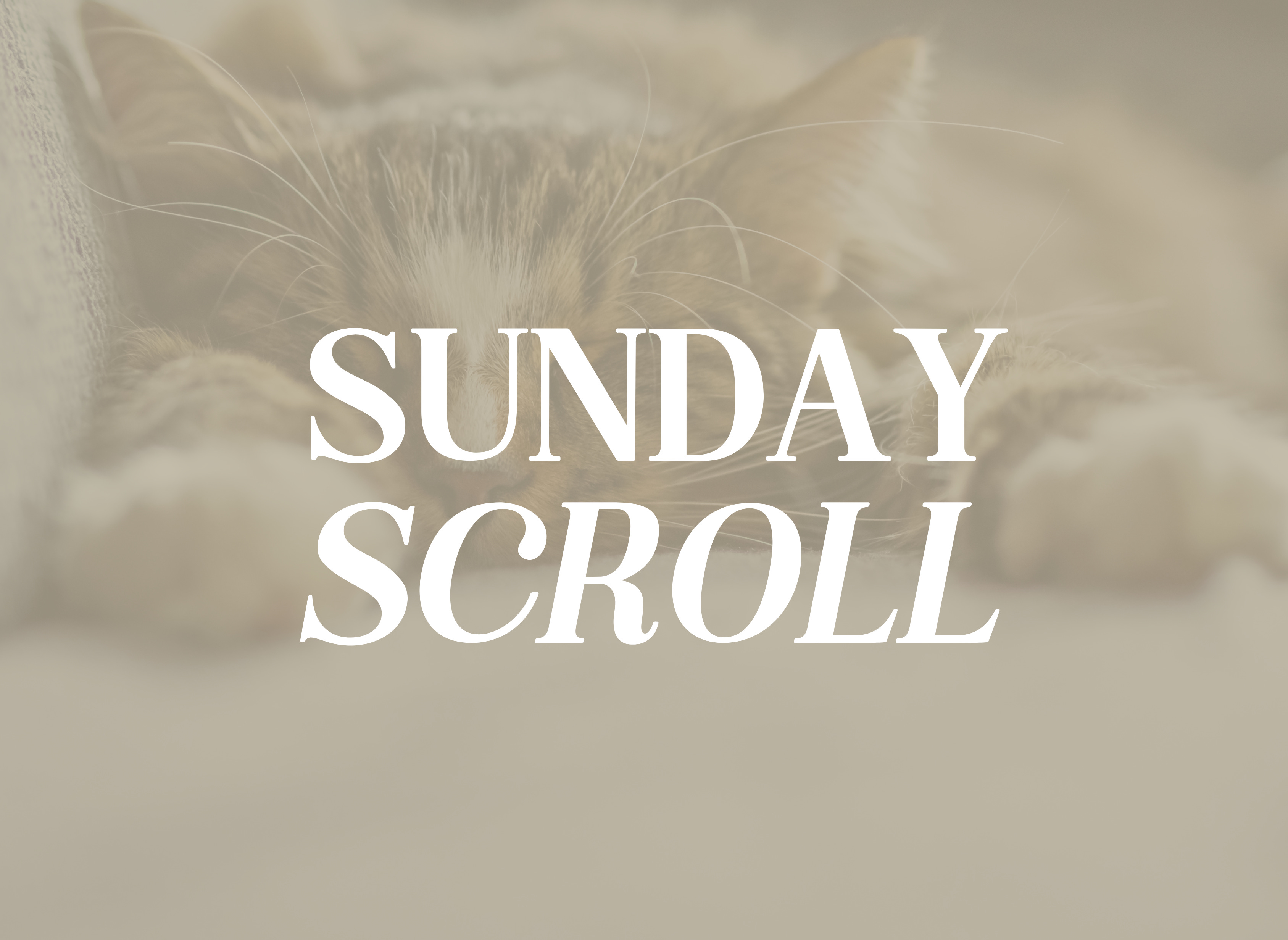Sunday Scroll #1 - Emily Ley’s Substack