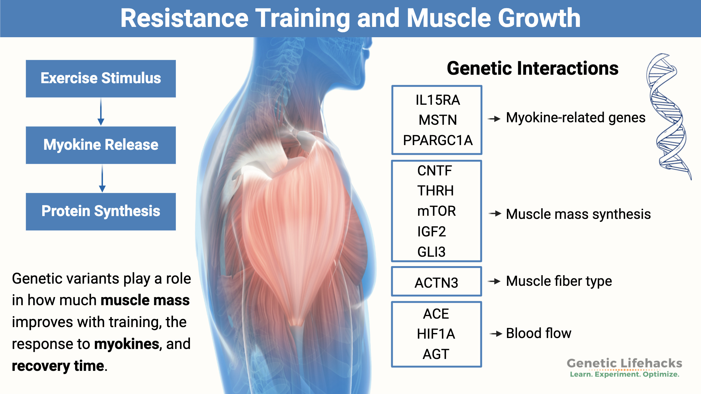 Resistance Training: Genetics, Research Studies, & Background Science