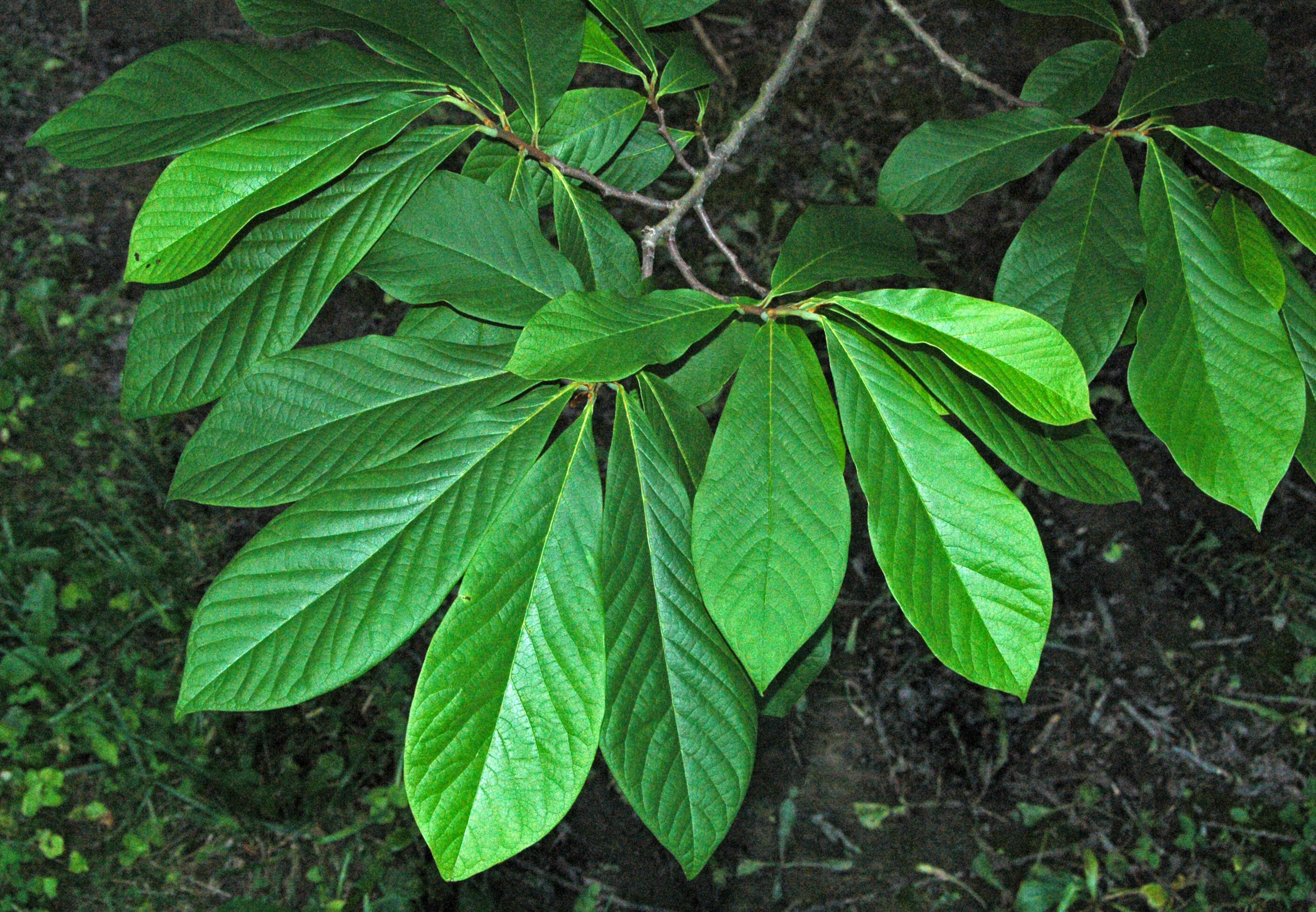 Pawpaw Trees: Blending Historical Significance with Modern Popularity