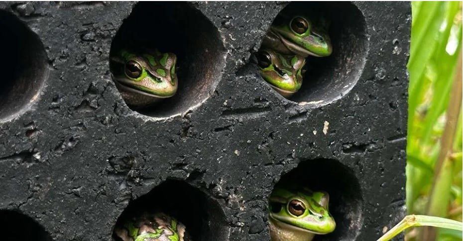 Frog ‘Saunas’ Help Endangered Frogs Survive A Deadly Fungal Pandemic