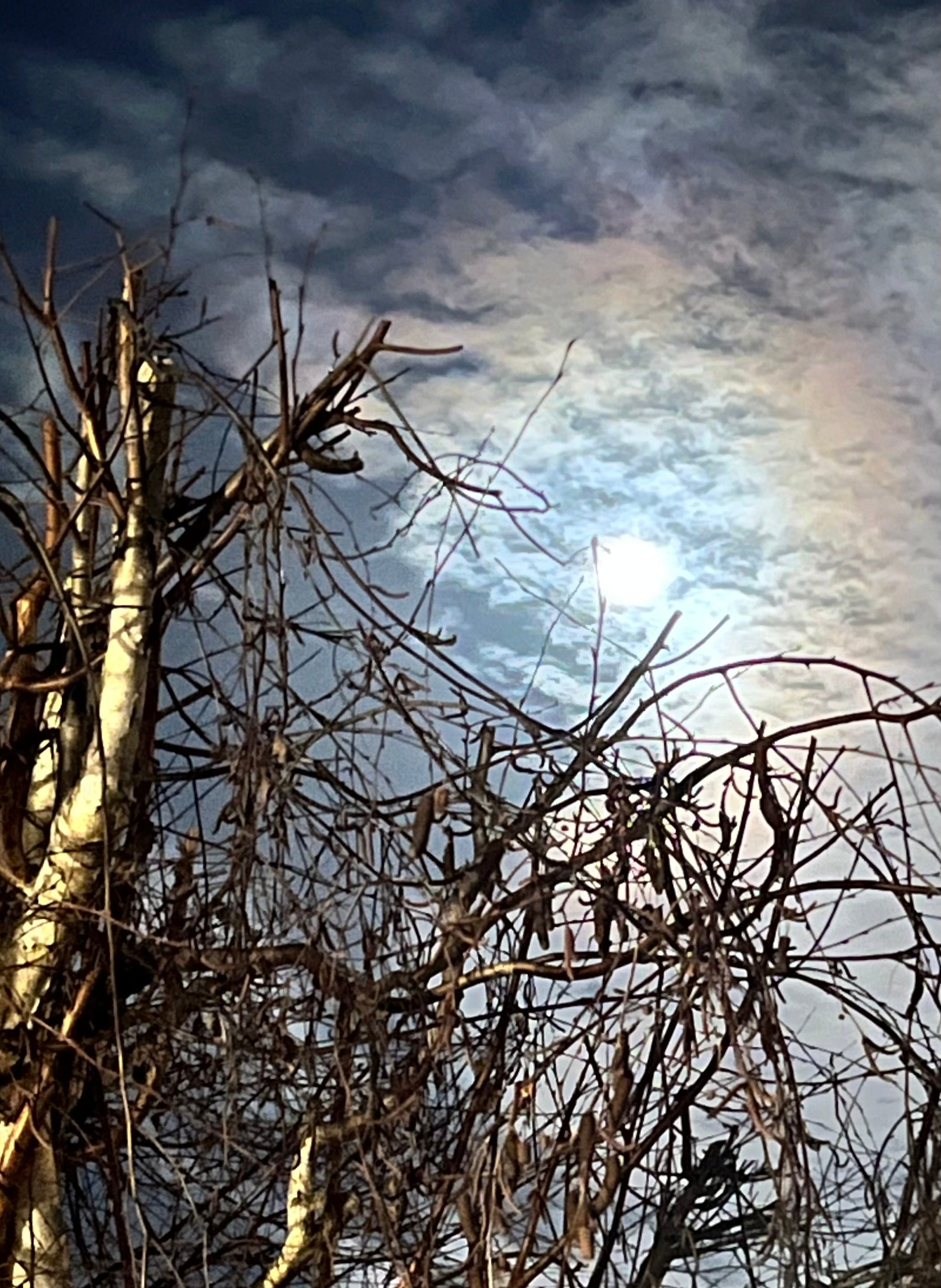 Numinous Frogs of March - Laurenjoan Poemful Landscape