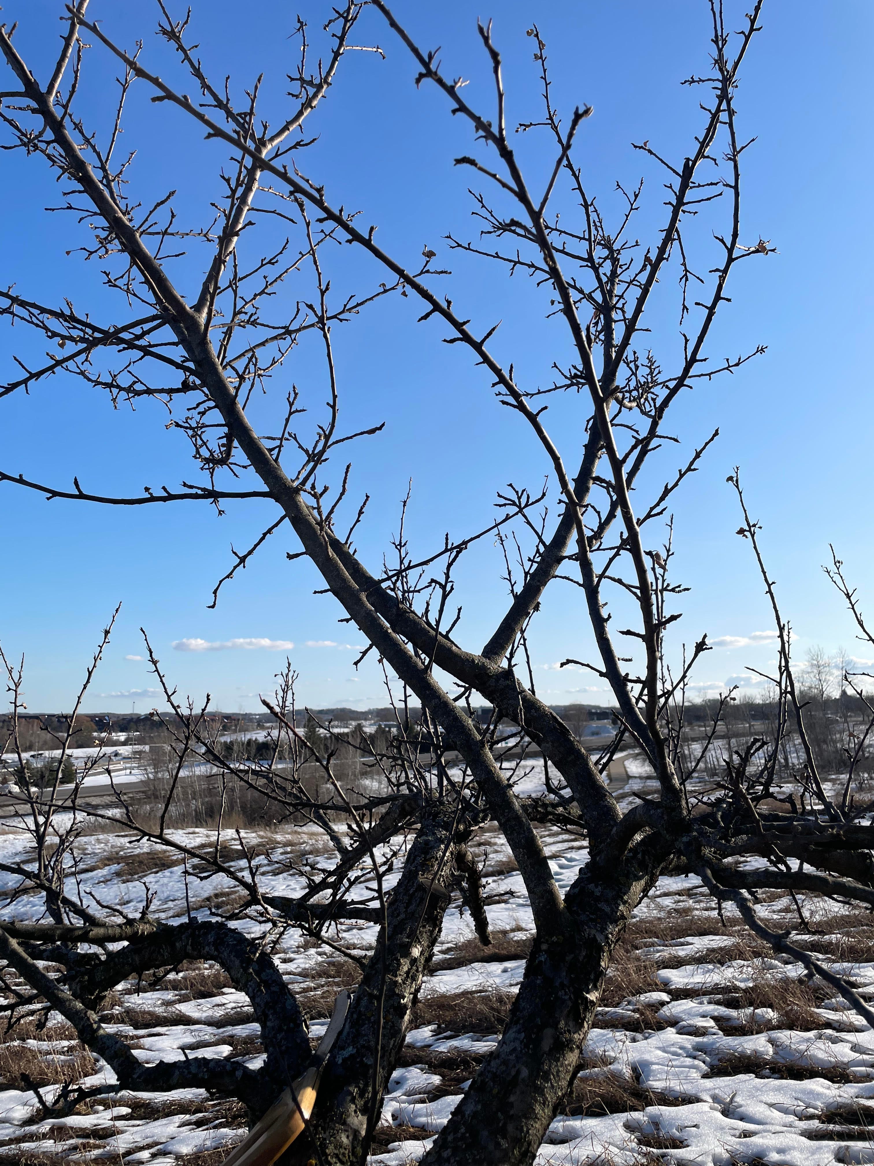 Wildtending- Apple trees - Clay Bowers' Substack