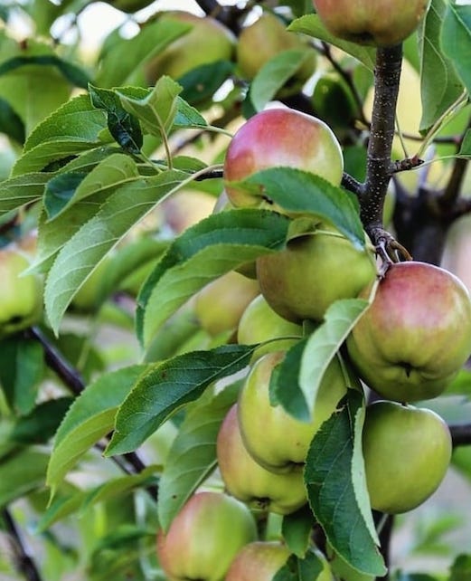 The Orchard Guide - The Garden at Moorfield