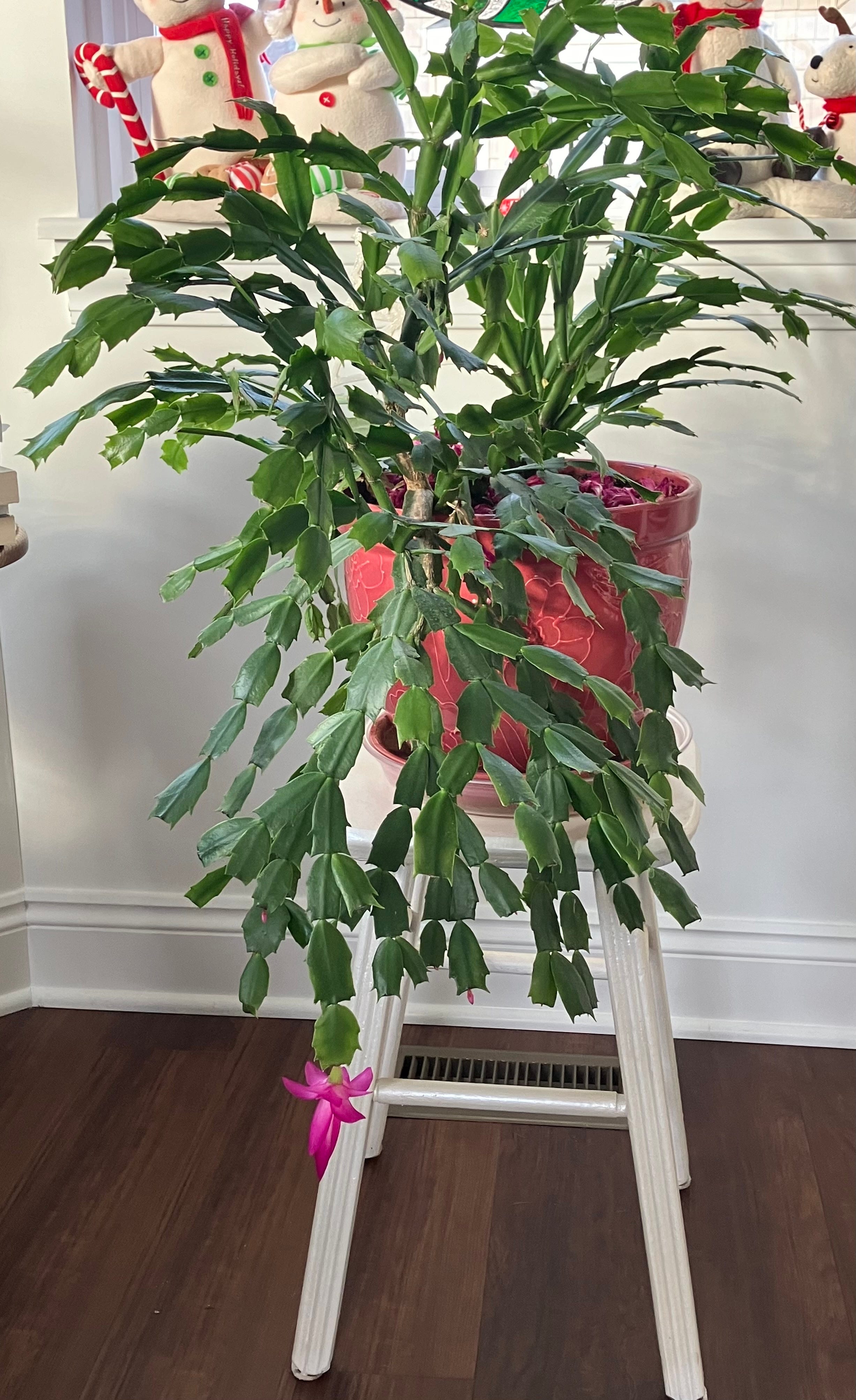 Christmas: No Words! - by Henry Zorn