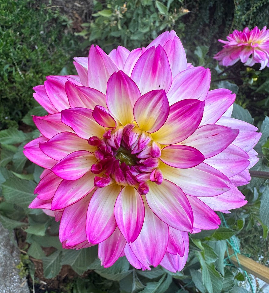 Approximately One Billion Things I Learned About Growing Dahlias This Year