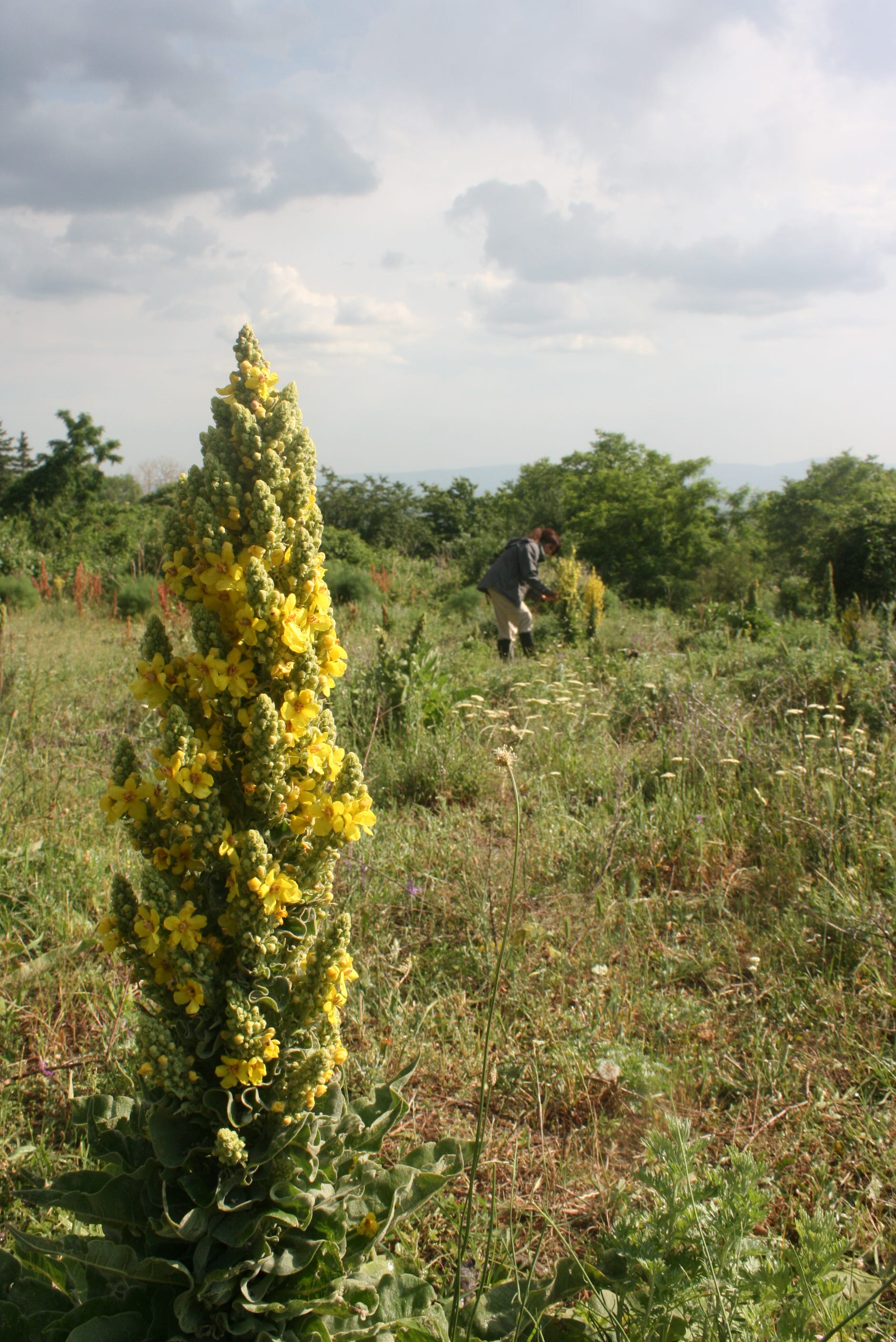 Balkan Ecology Project : Unveiling Nature's Messengers: Indicator Plants