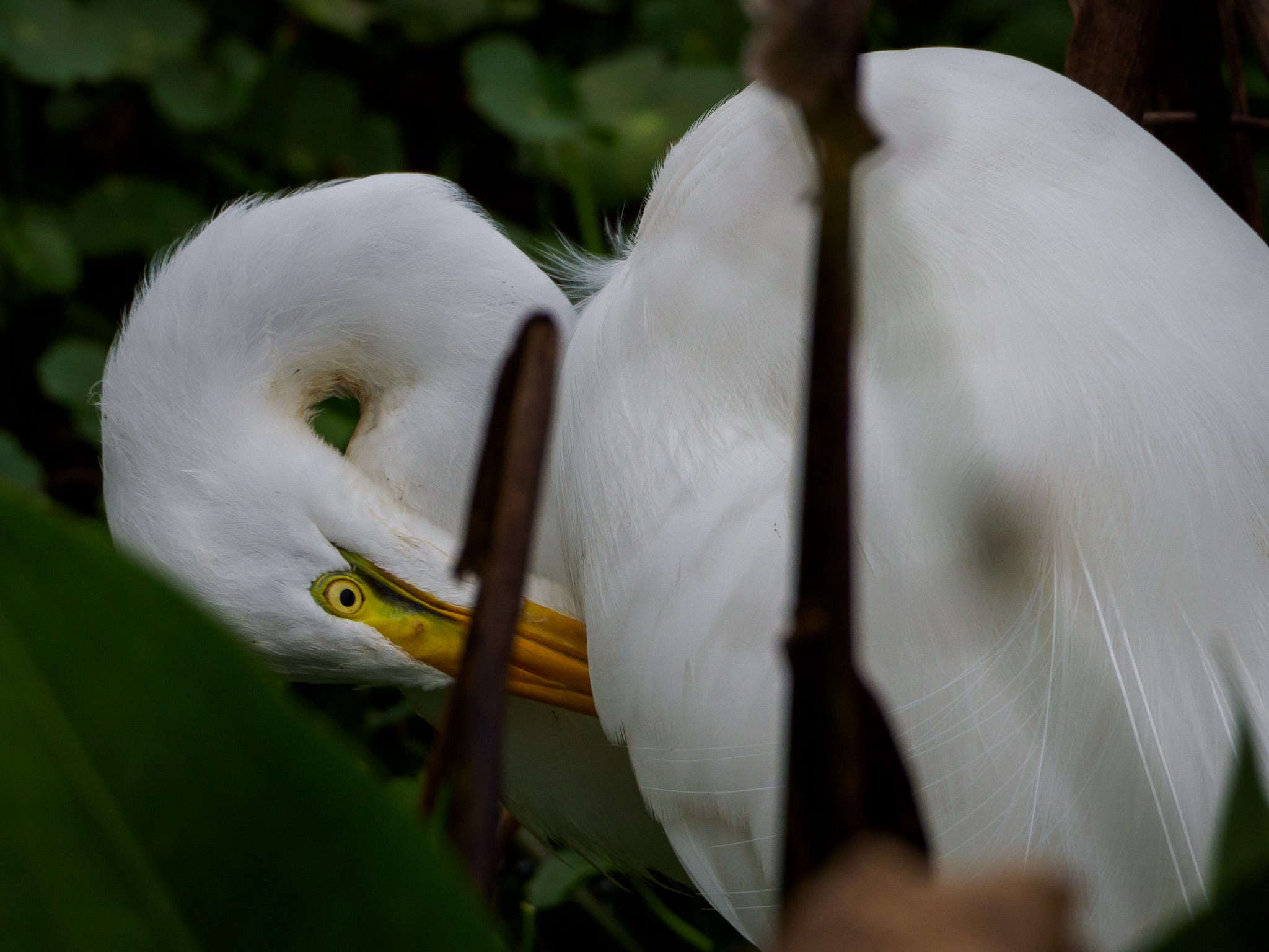Migration and Miami birds - Adam's Bird Magazine