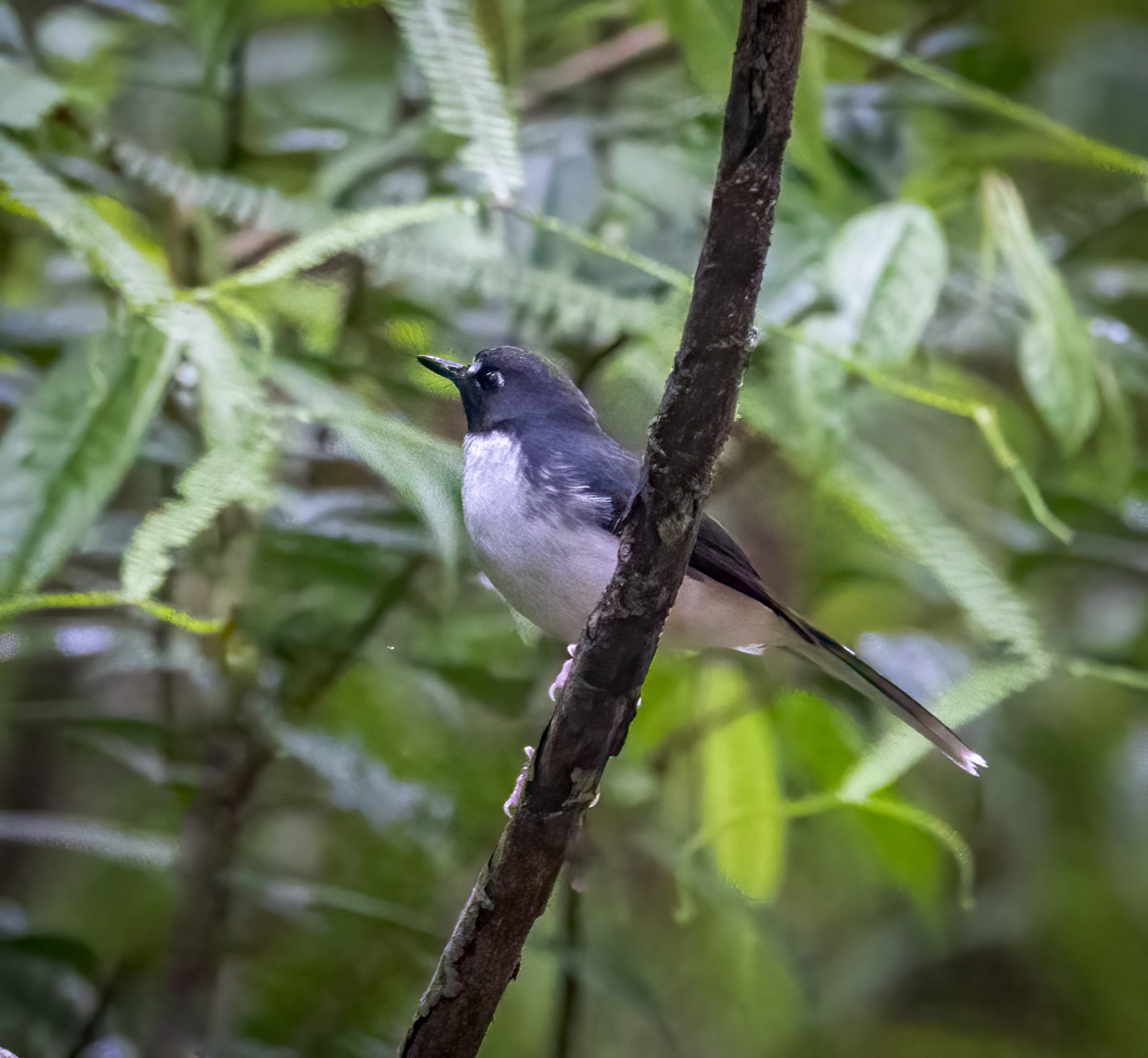 Birding Sumatra, February 2024, Part 1 - by Rob Arnold