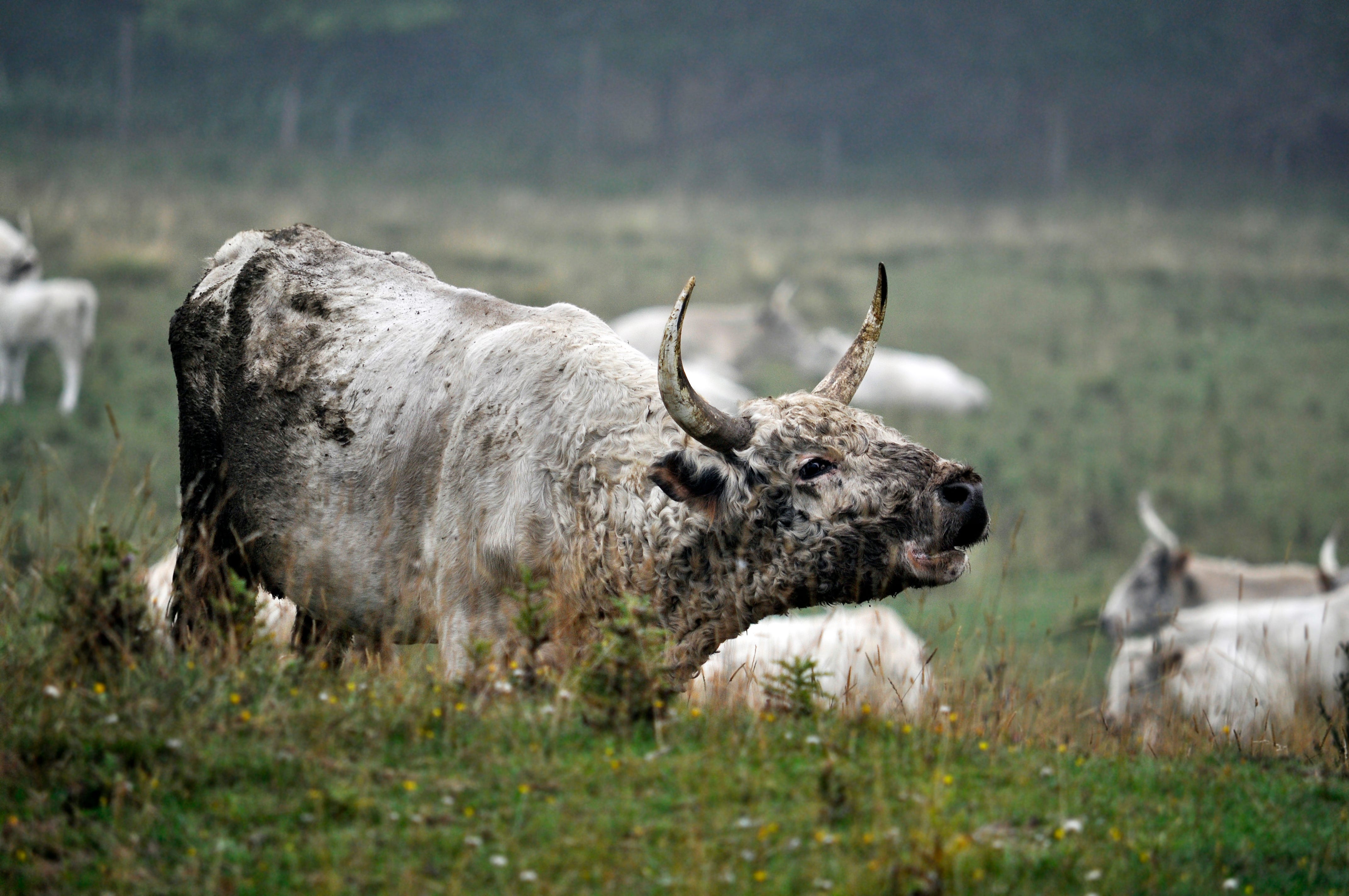 The mysterious medieval cattle of Chillingham… - Countrywoman's Guide