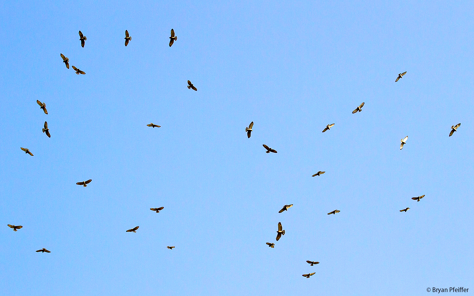 Hawks and Humans on a Burning Planet - by Bryan Pfeiffer