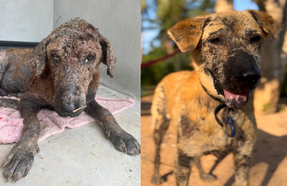 The 10 Best Best Dog Transformations And Why I Should Probably Be A ...