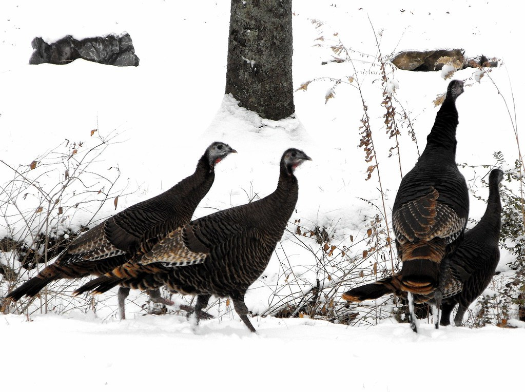 The Old Cold Bird - by Katy Carl - Depth Perception