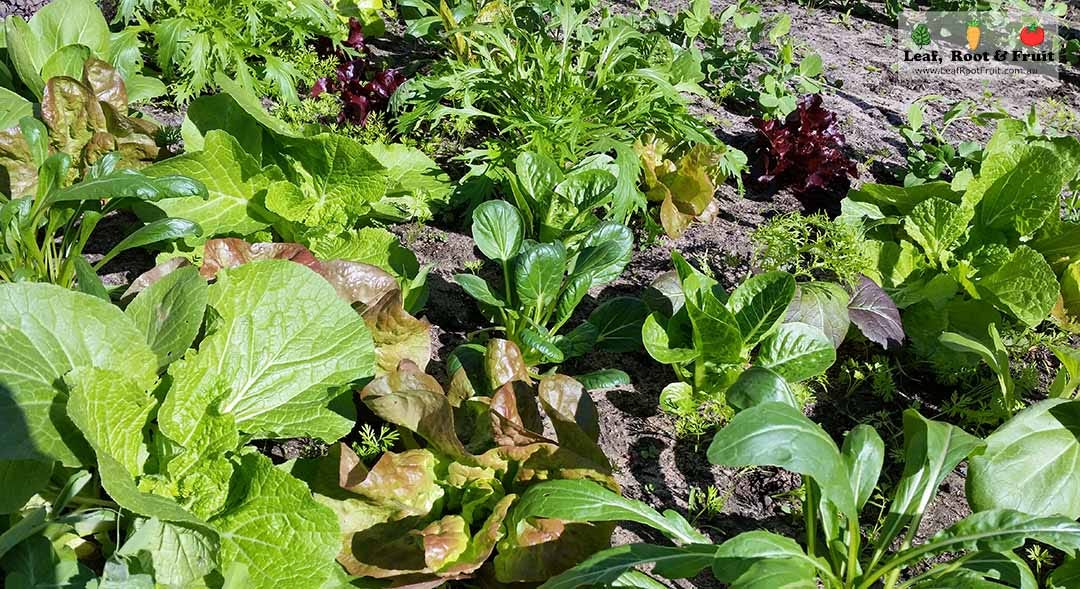 Vegetable Patch Layout and Spacing - by Duncan Cocking