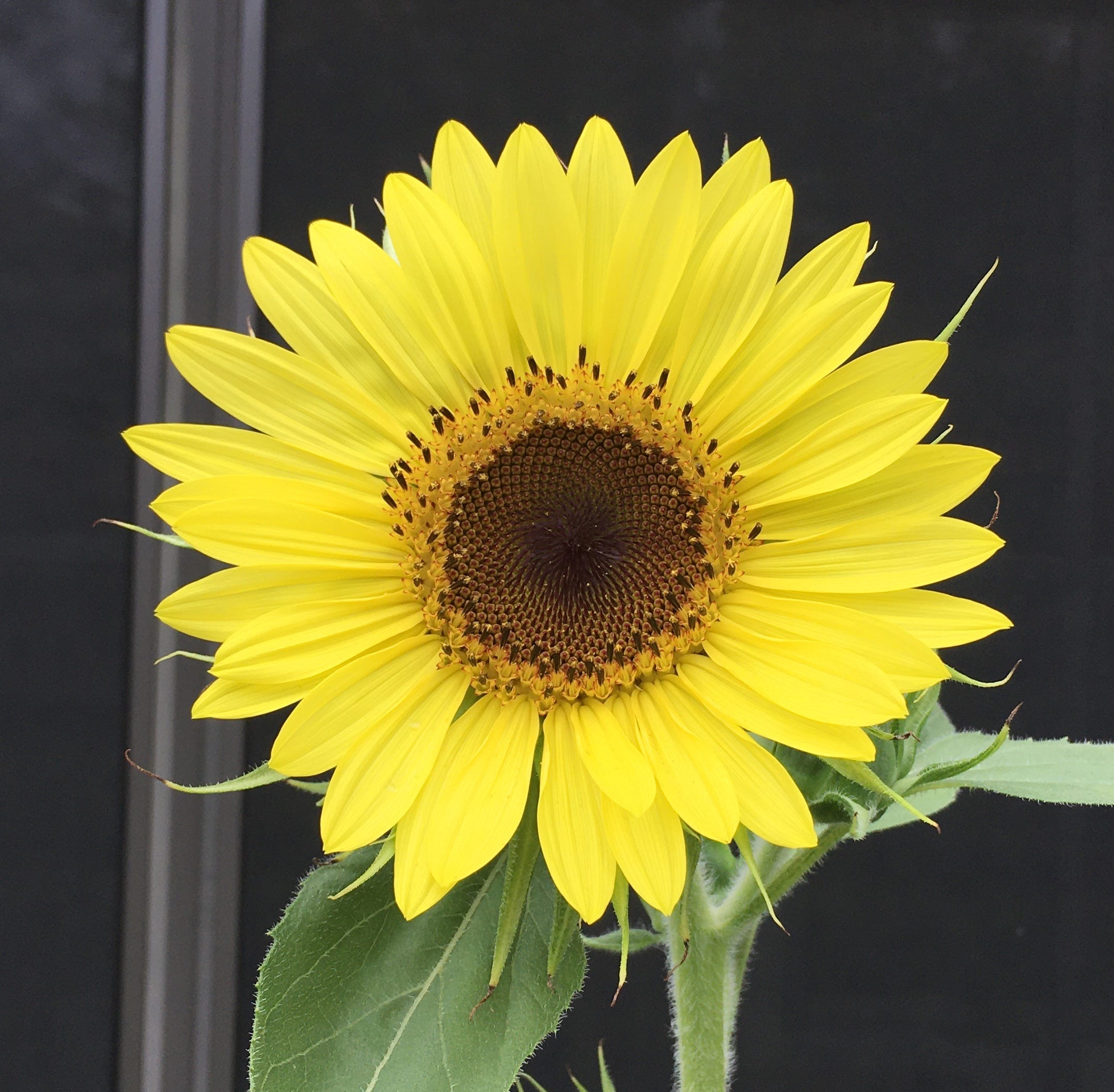 Tina Renee D'Souza | Substack