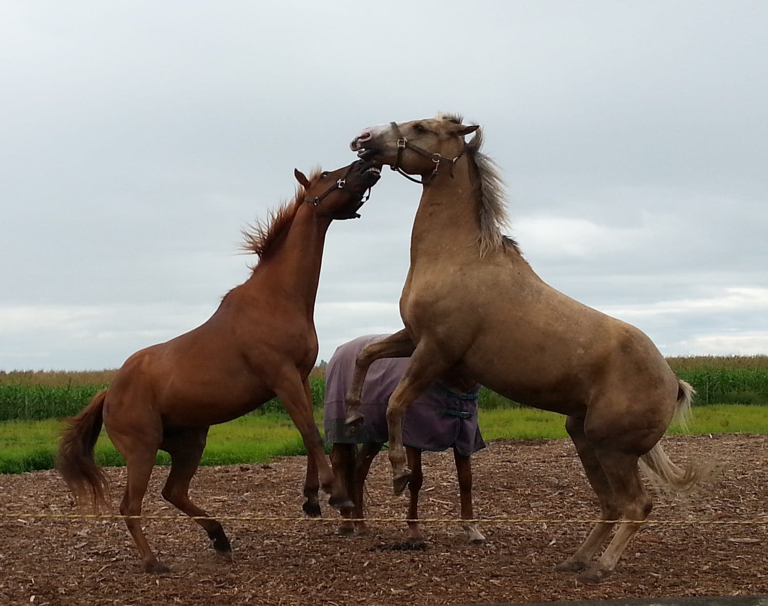 How to Play with Your Horse - Sandra Poppema, HippoLogic