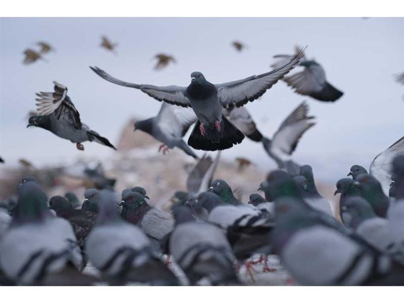 Pigeons' Progress - by Jodi Arias - Just Jodi