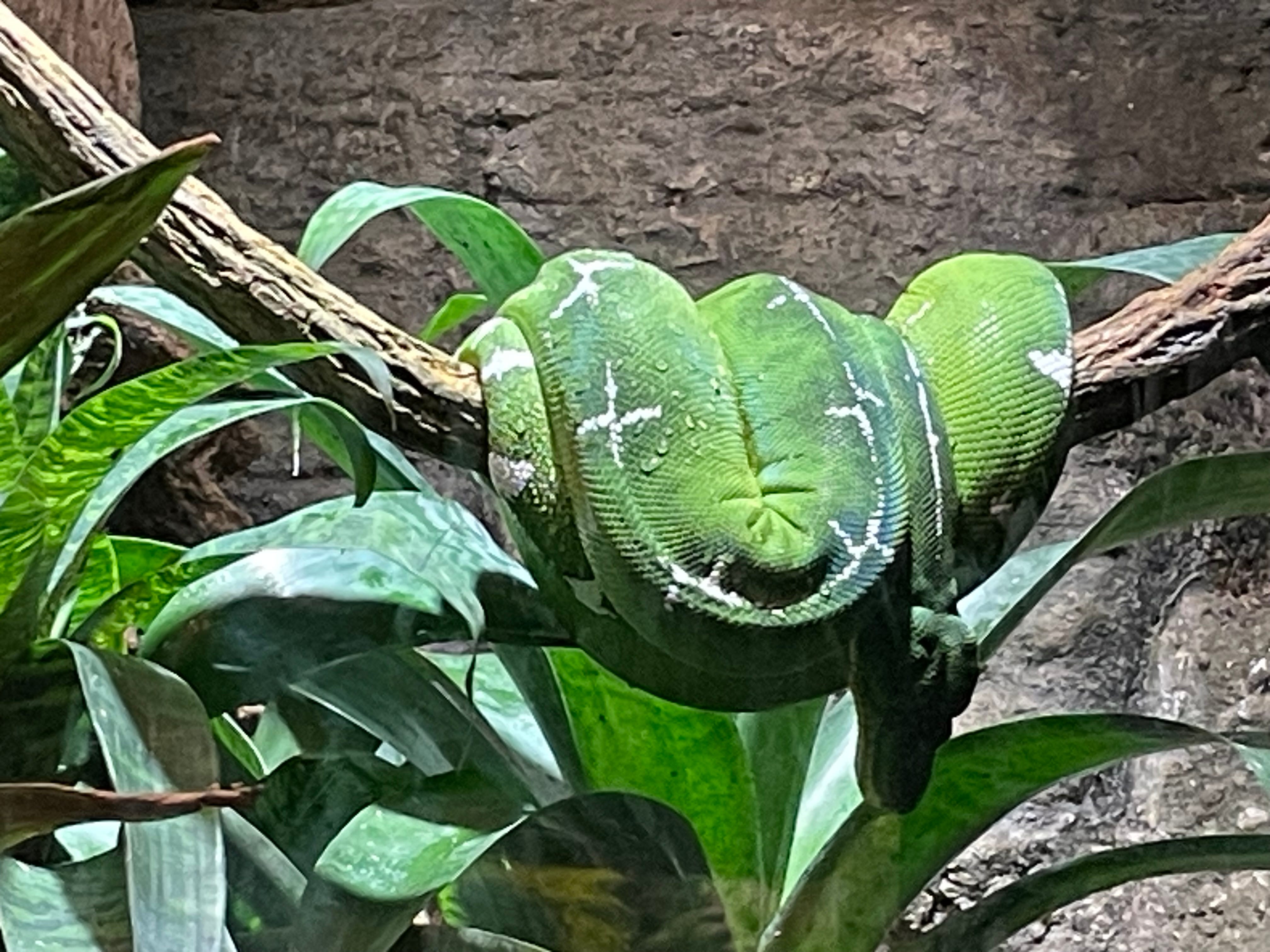 Un python ....plutôt utile 🐍 - by Nezzal Abdelmalek