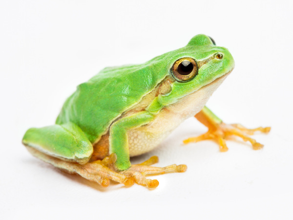 A frog, a lobster, and cha-cha-cha-changes