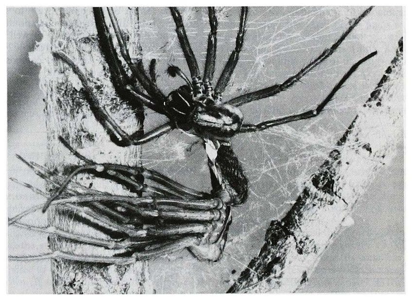 (title matter) - by Ty Bouque - Preposterous Reading